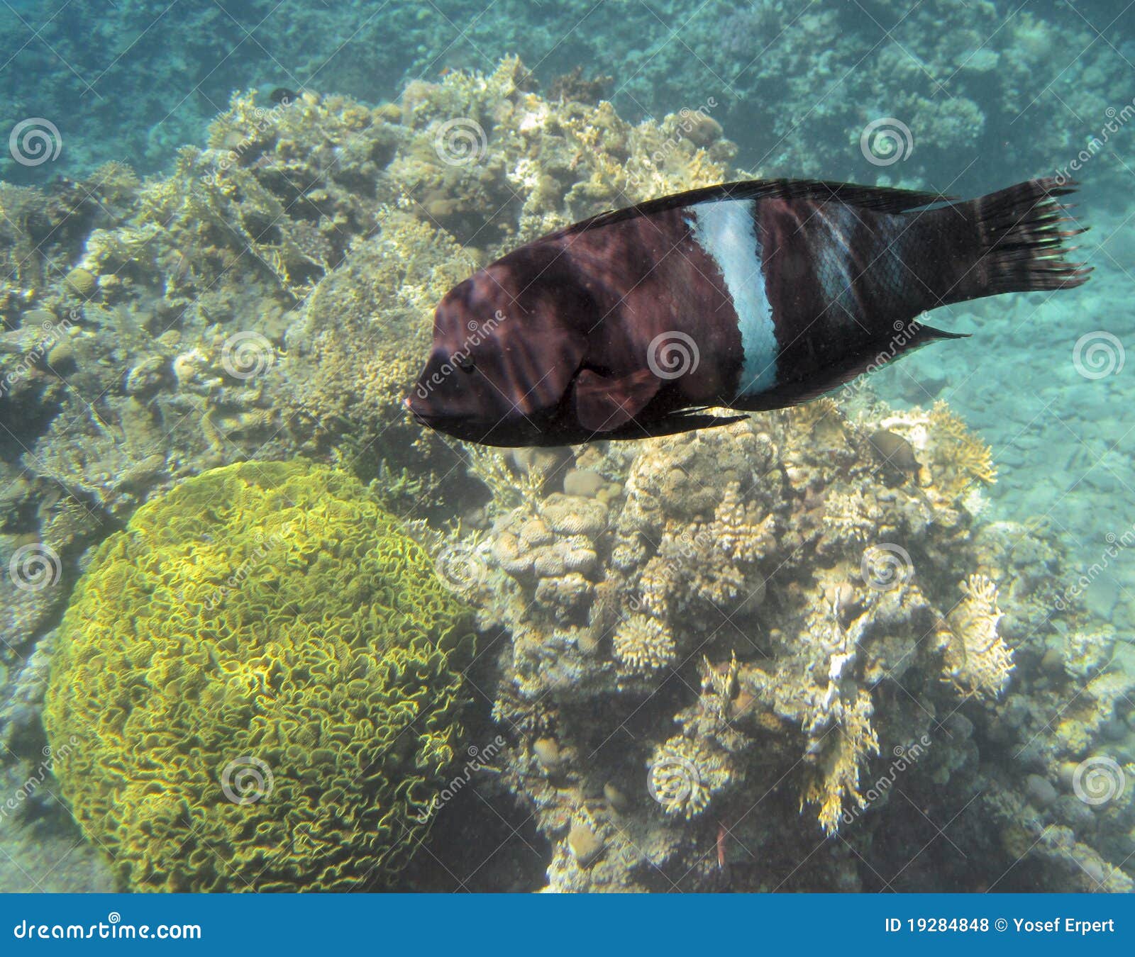The Napoleonfish stock photo. Image of marine, reefs - 19284848