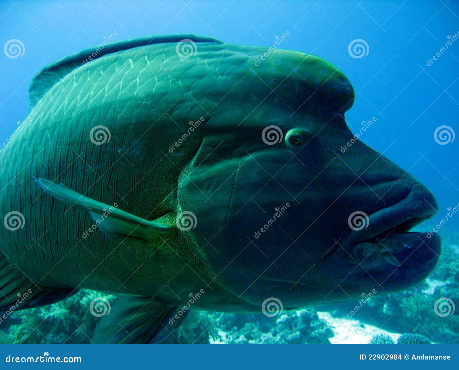 Napoleonfish arkivfoto. Bild av fotografi, sinai, foto - 22902984