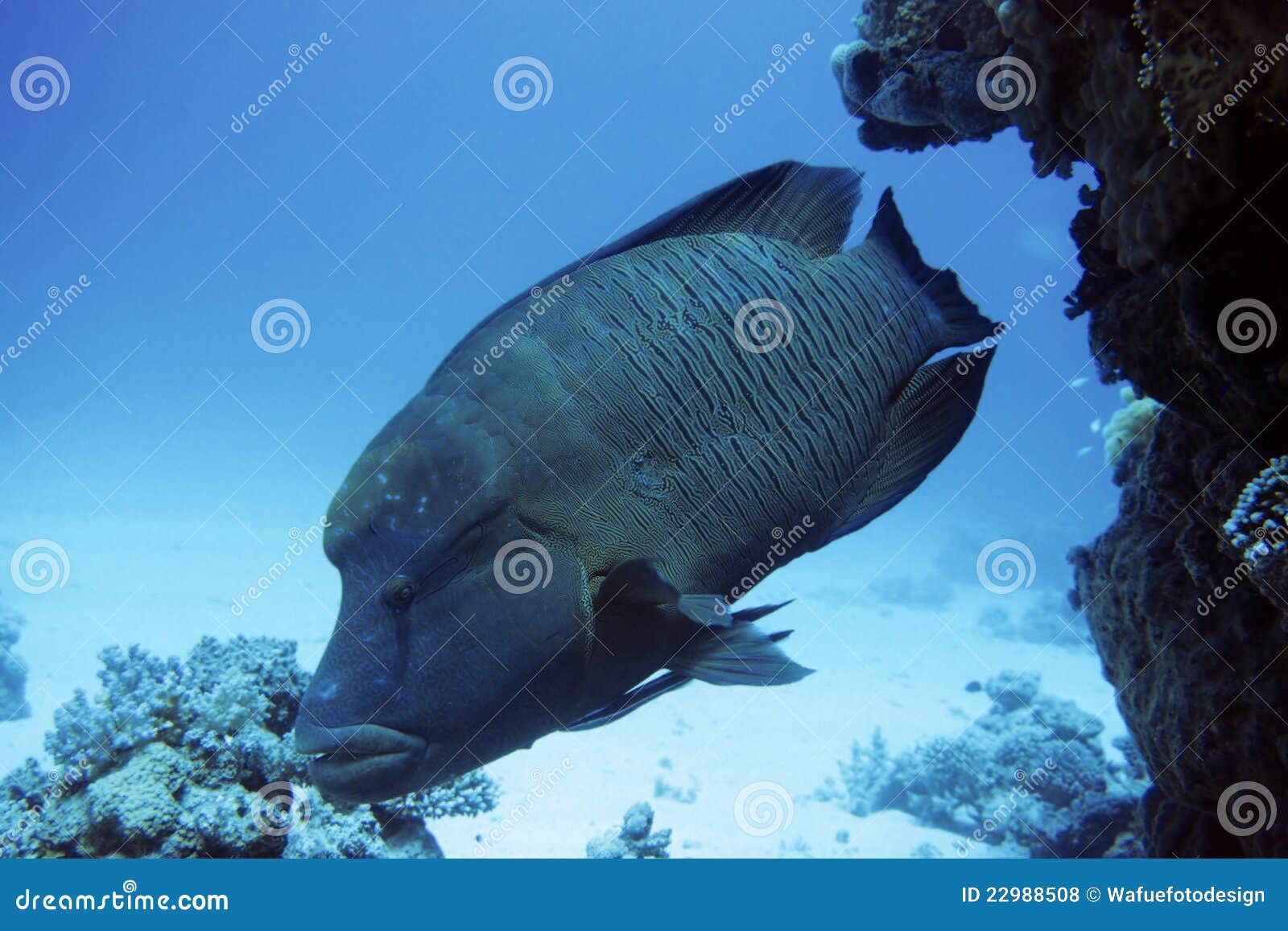 Napoleonfish stock photo. Image of napoleonfish, tropical - 22988508