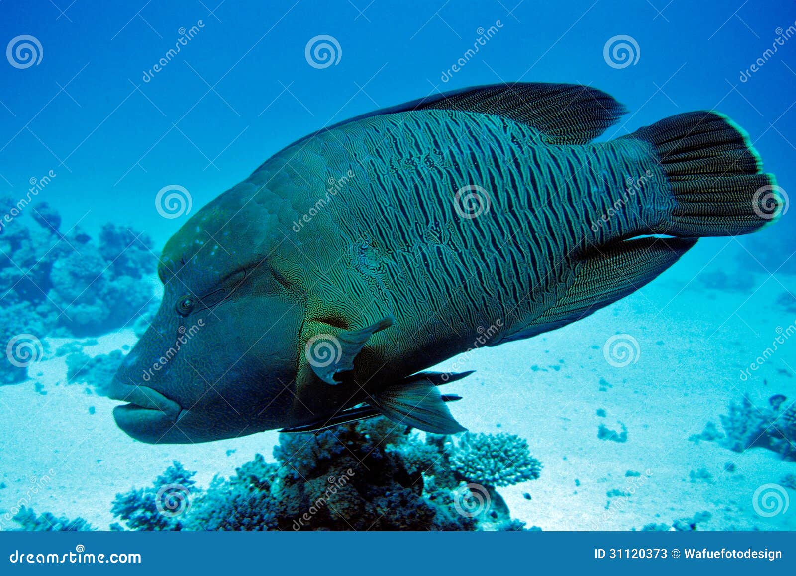 Napoleonfish image stock. Image du tropical, maori, natation - 31120373
