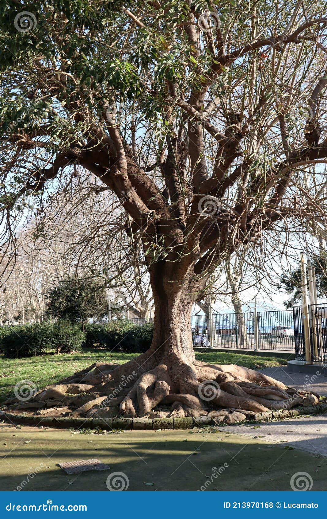 Napoli - Albero Monumentale Nella Villa Comunale Stock Photo - Image of ...