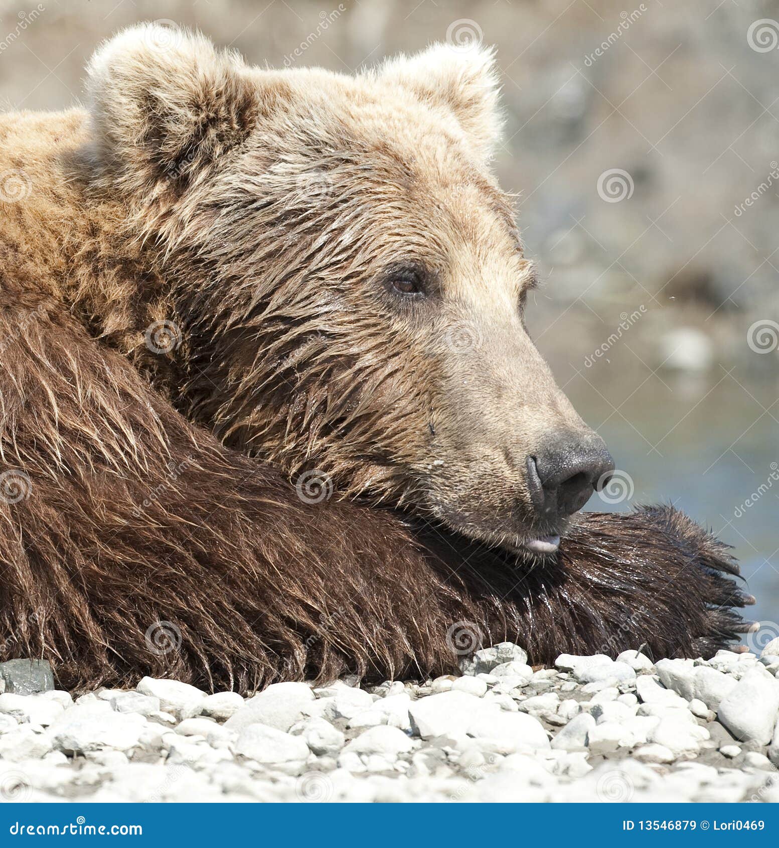 Napping bear stock image. Image of american, brown, pink - 13546879