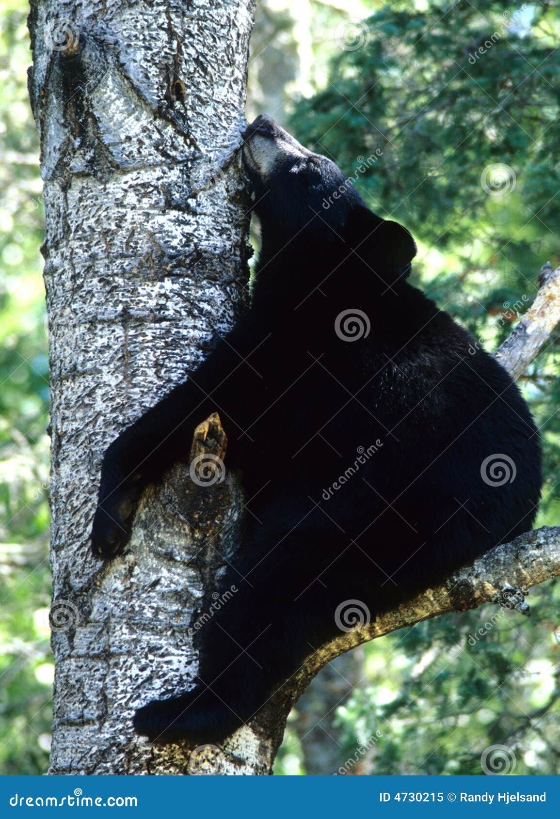 Napping Bear stock image. Image of predator, dozing, mammal - 4730215