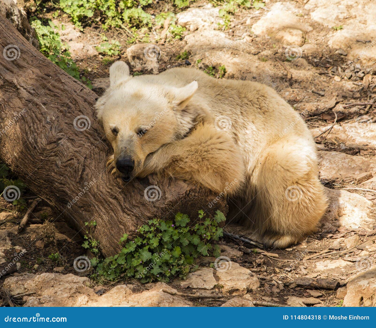 A Napping Bear stock photo. Image of fluffy, brown, wildlife - 114804318