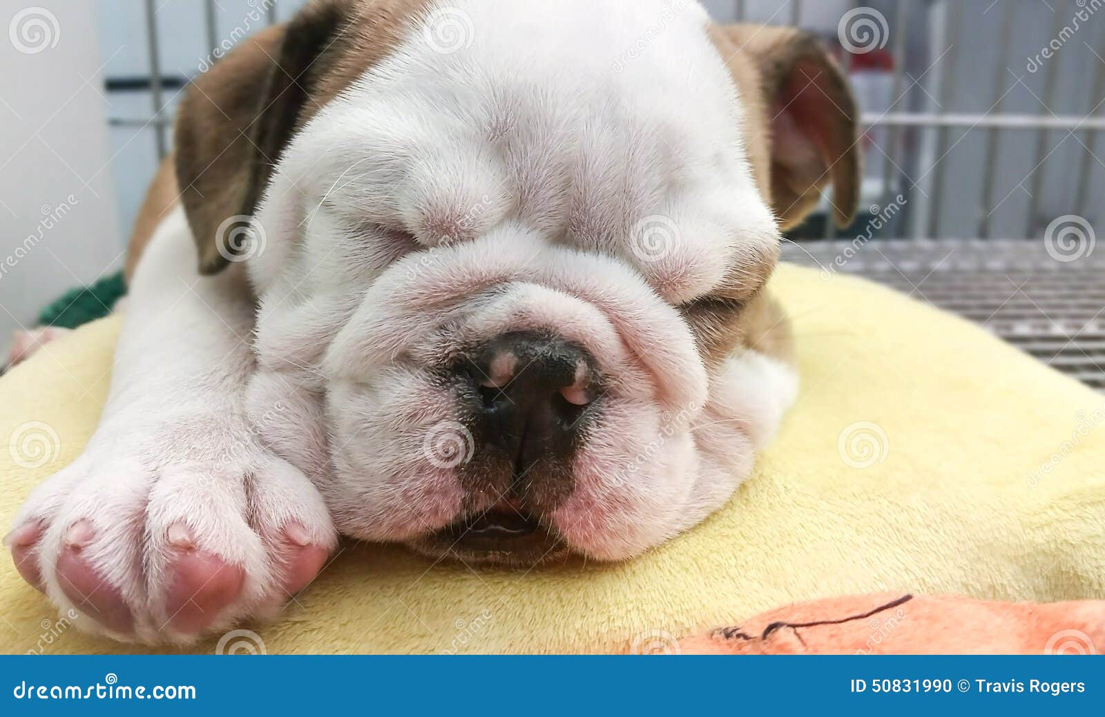 Napping Bulldog stock photo. Image of tired, sleeping - 50831990