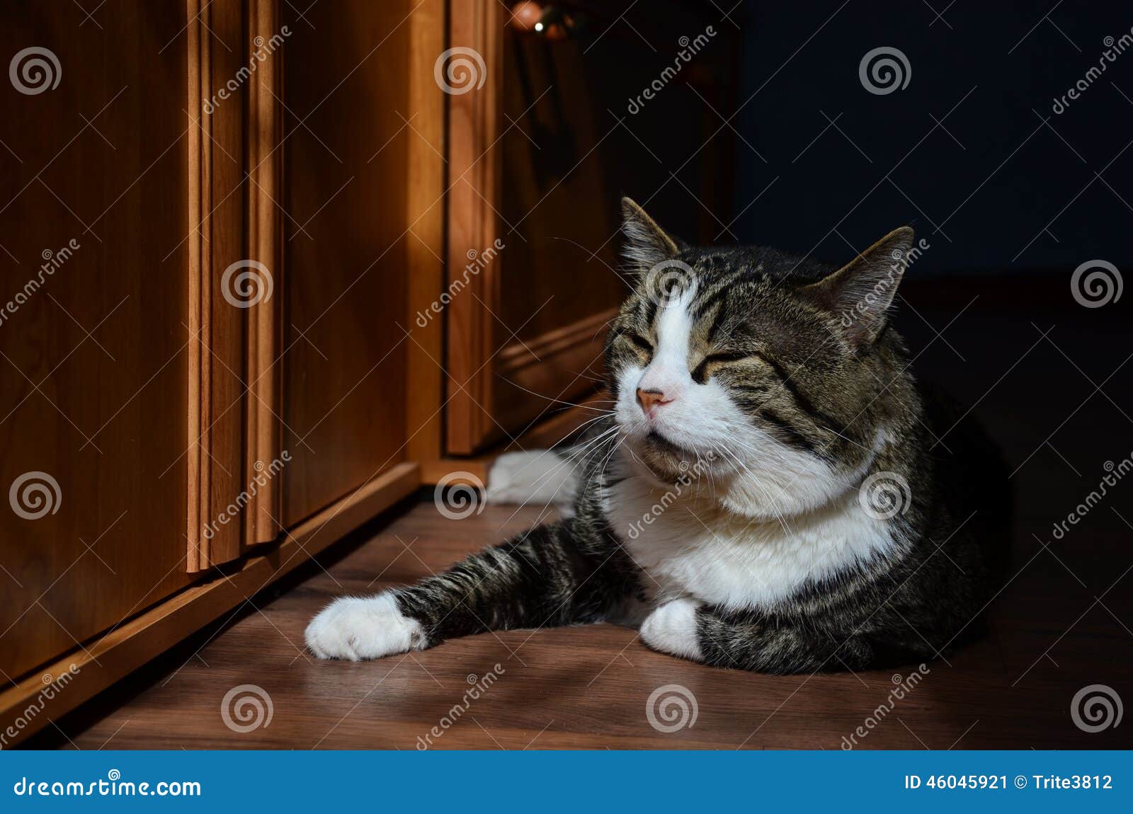 Napping cat stock image. Image of evening, floor, lying - 46045921