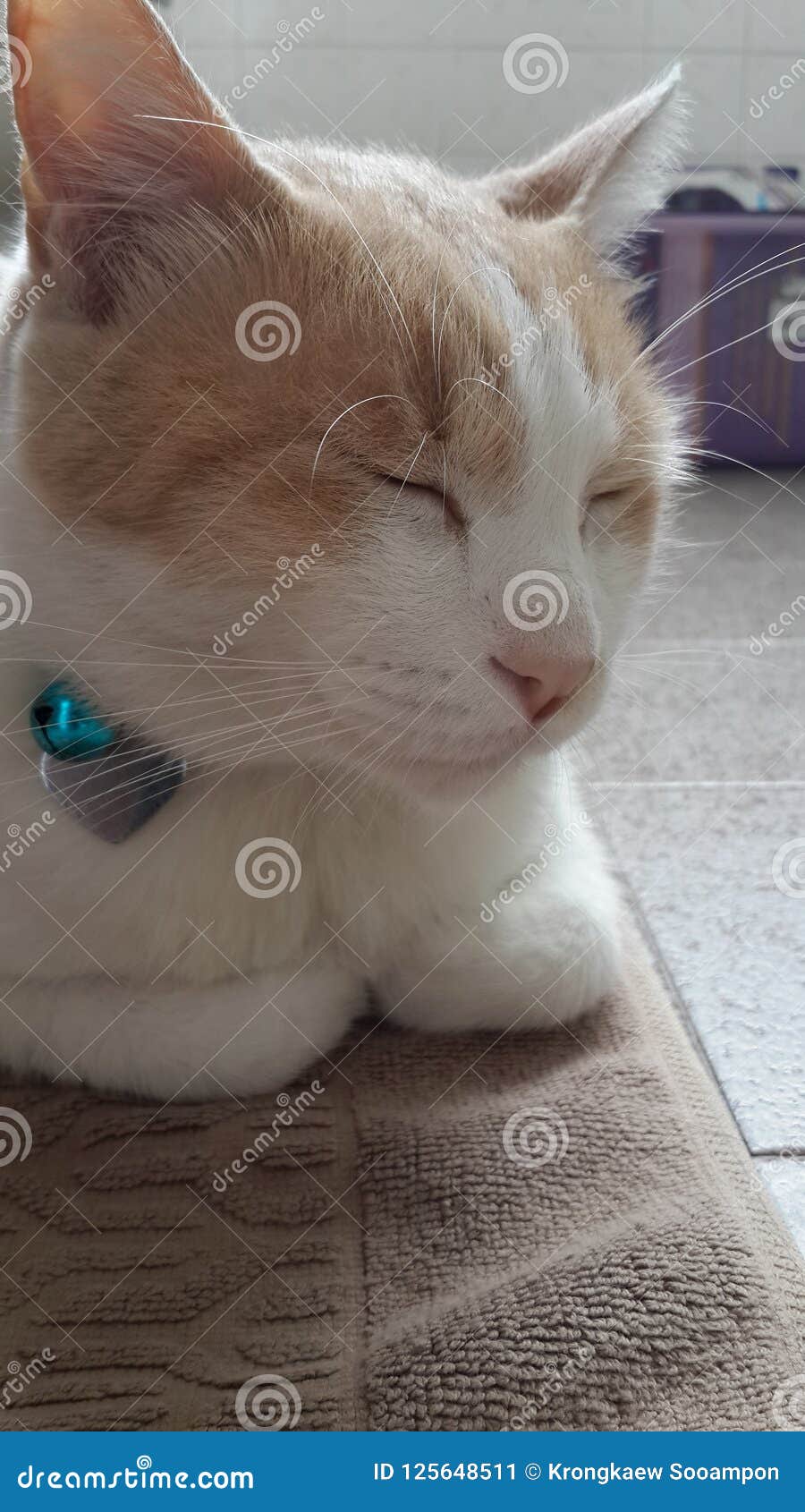 Napping cat stock image. Image of napping, waiting, bathroom - 125648511