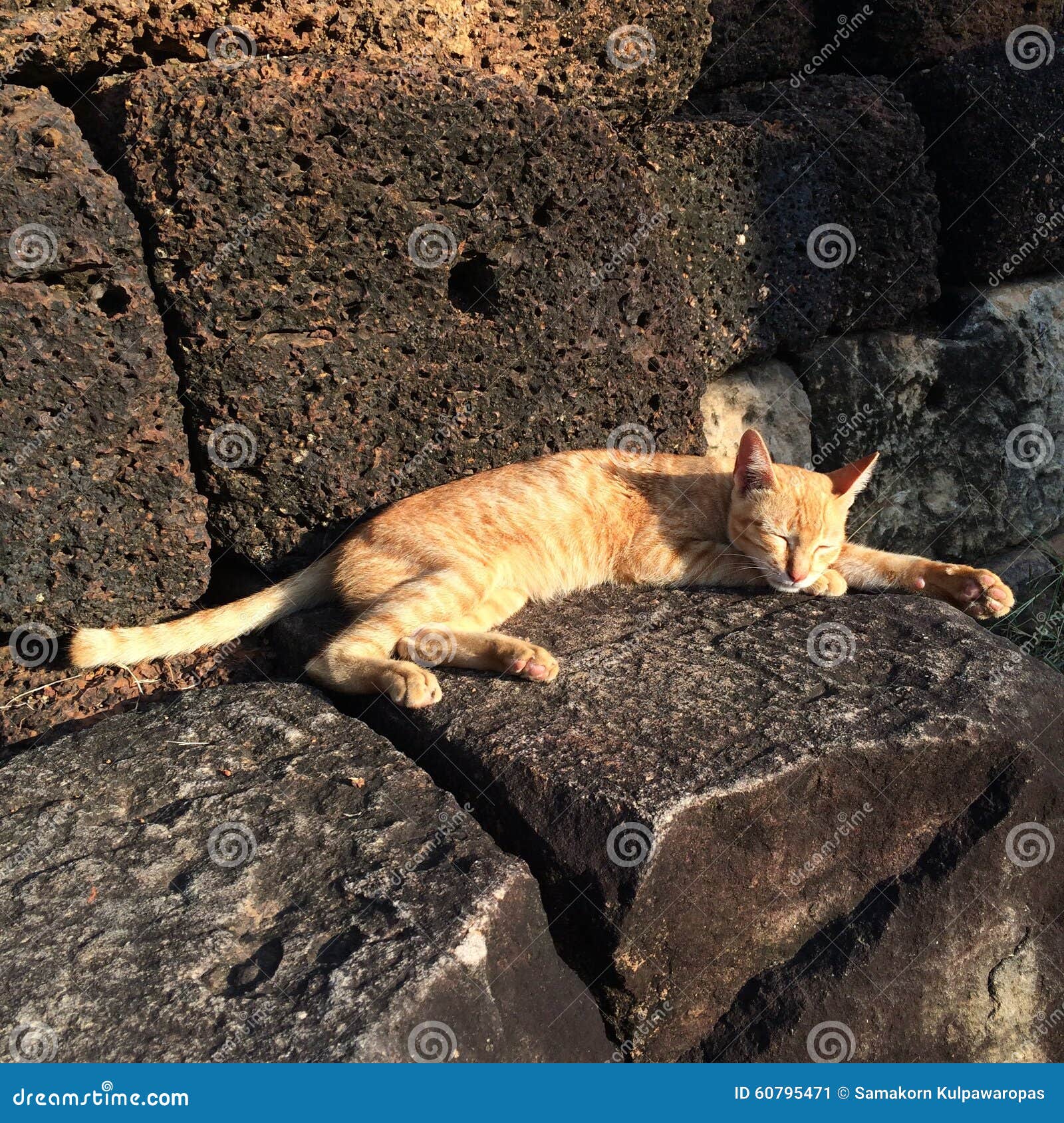 Napping cat on the rock stock image. Image of napping - 60795471