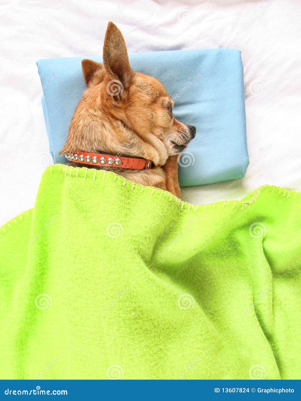 Napping dog stock photo. Image of canine, blue, siesta - 13607824