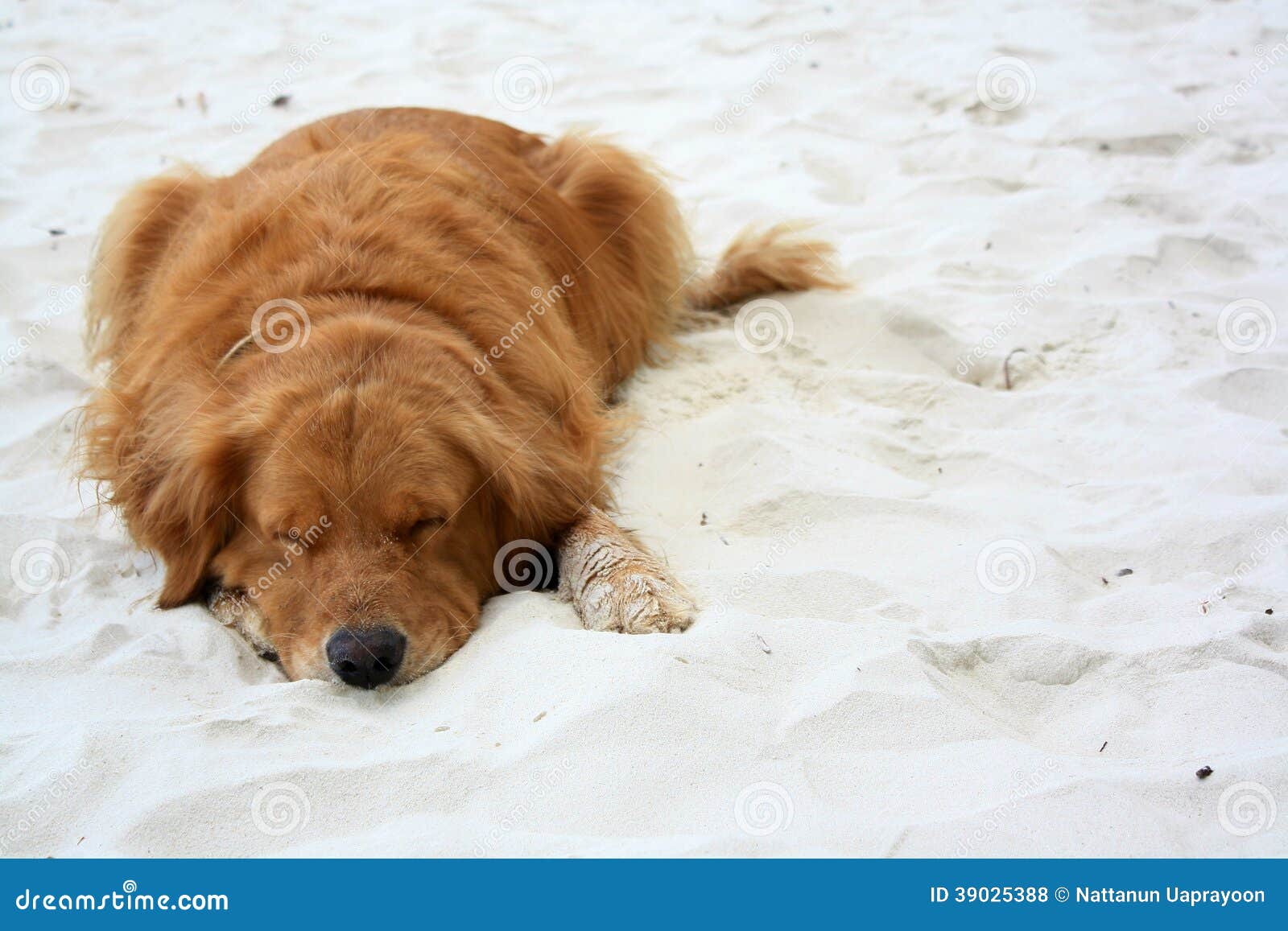 Napping dog stock photo. Image of sleeping, lovely, thailand - 39025388