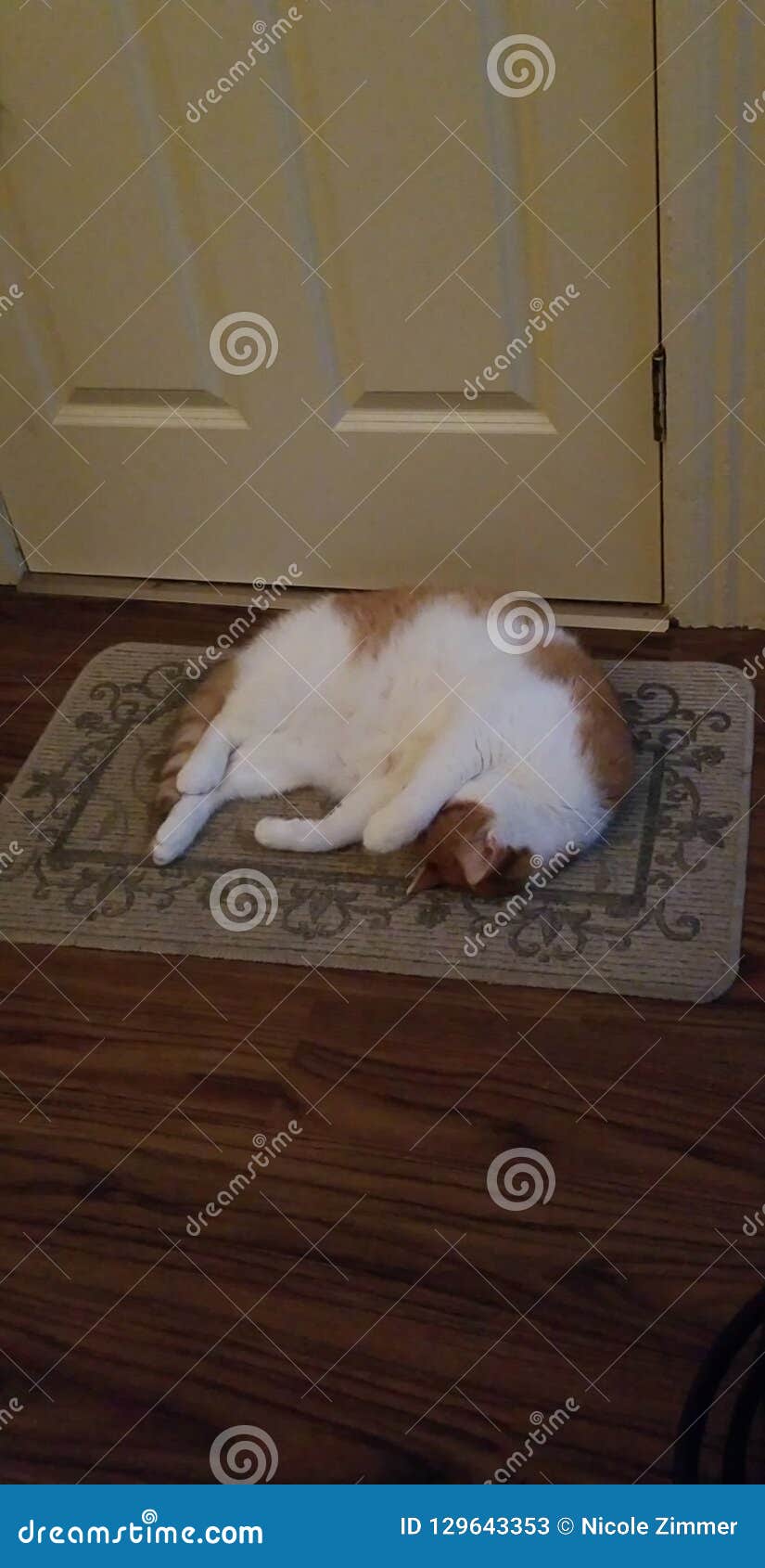 Napping kitty stock image. Image of taking, napping - 129643353