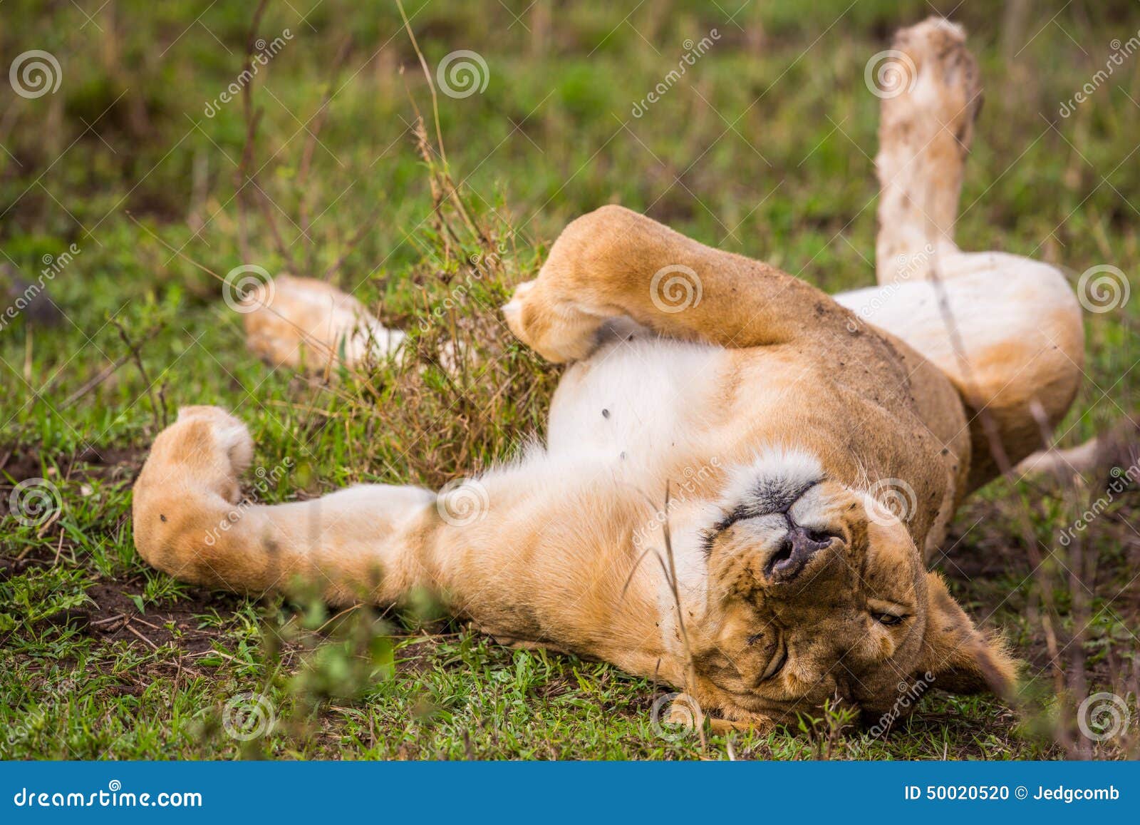 Napping Lion stock photo. Image of green, africa, beauty - 50020520