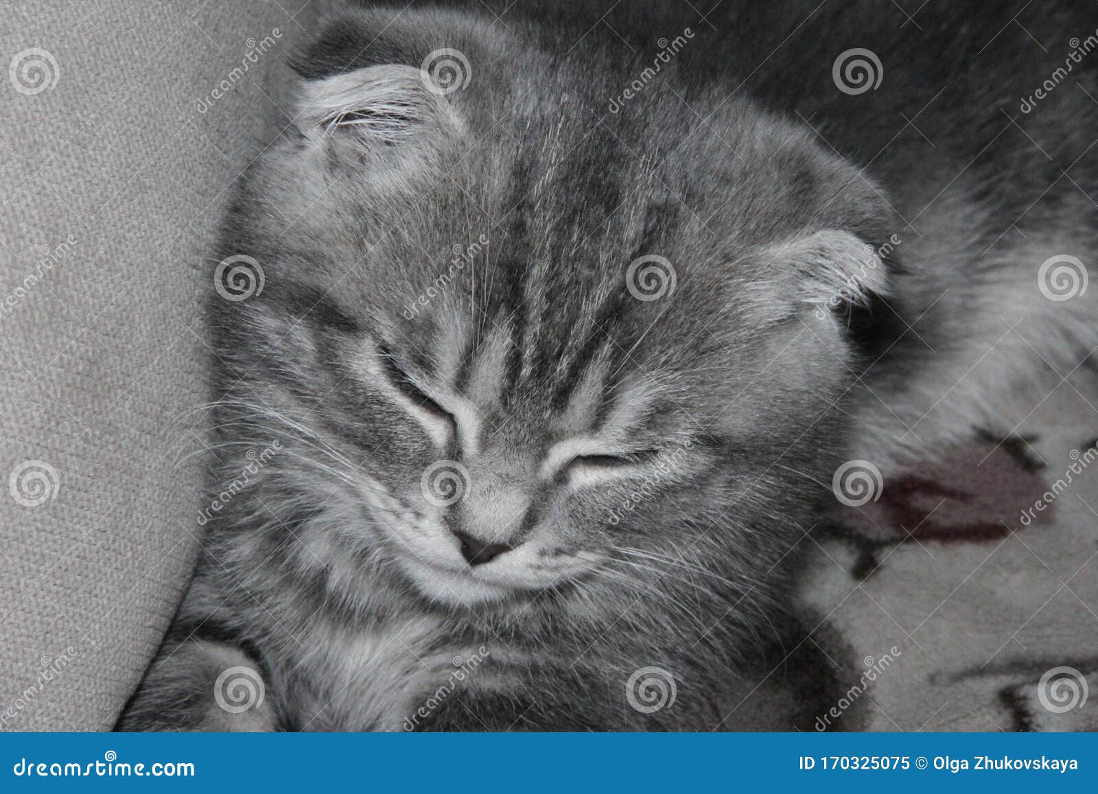Napping Little Kitten Scottish Fold Stock Image - Image of cuddly ...