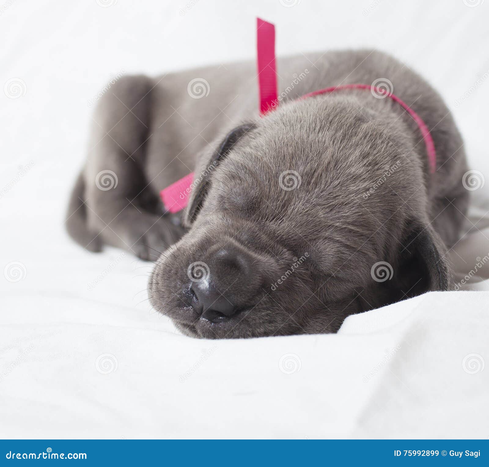Napping puppy stock image. Image of grey, young, paws - 75992899