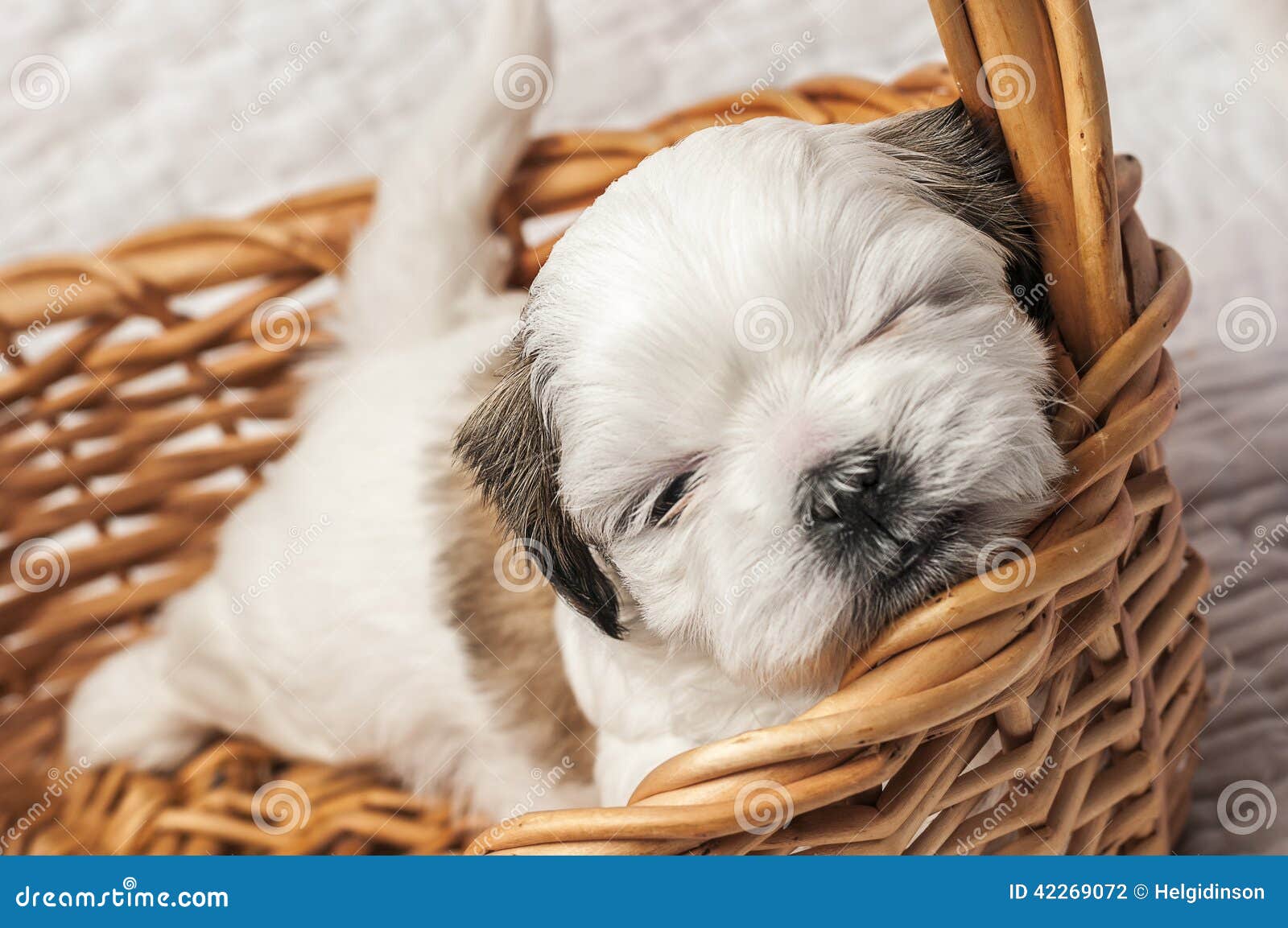 Napping Shih tzu puppy stock photo. Image of full, portrait - 42269072