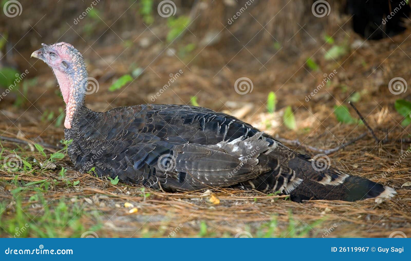 Napping turkey stock image. Image of pine, needles, resting - 26119967