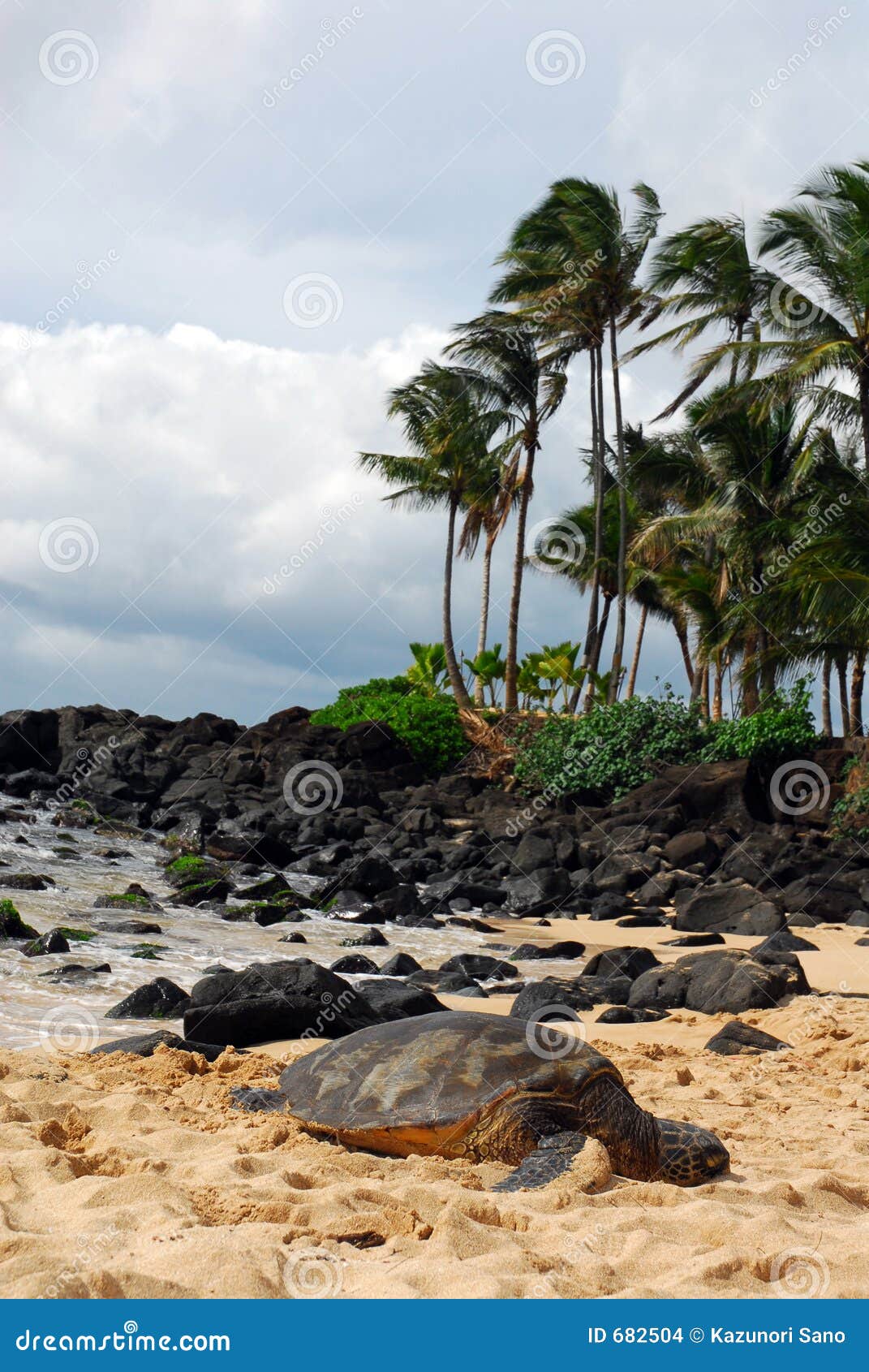 Napping turtle stock photo. Image of marine, tropic, tropical - 682504