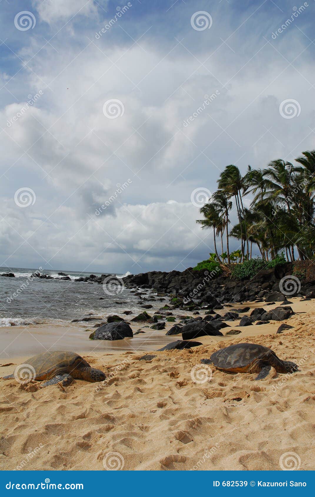 Napping turtles stock image. Image of ocean, palm, coastline - 682539