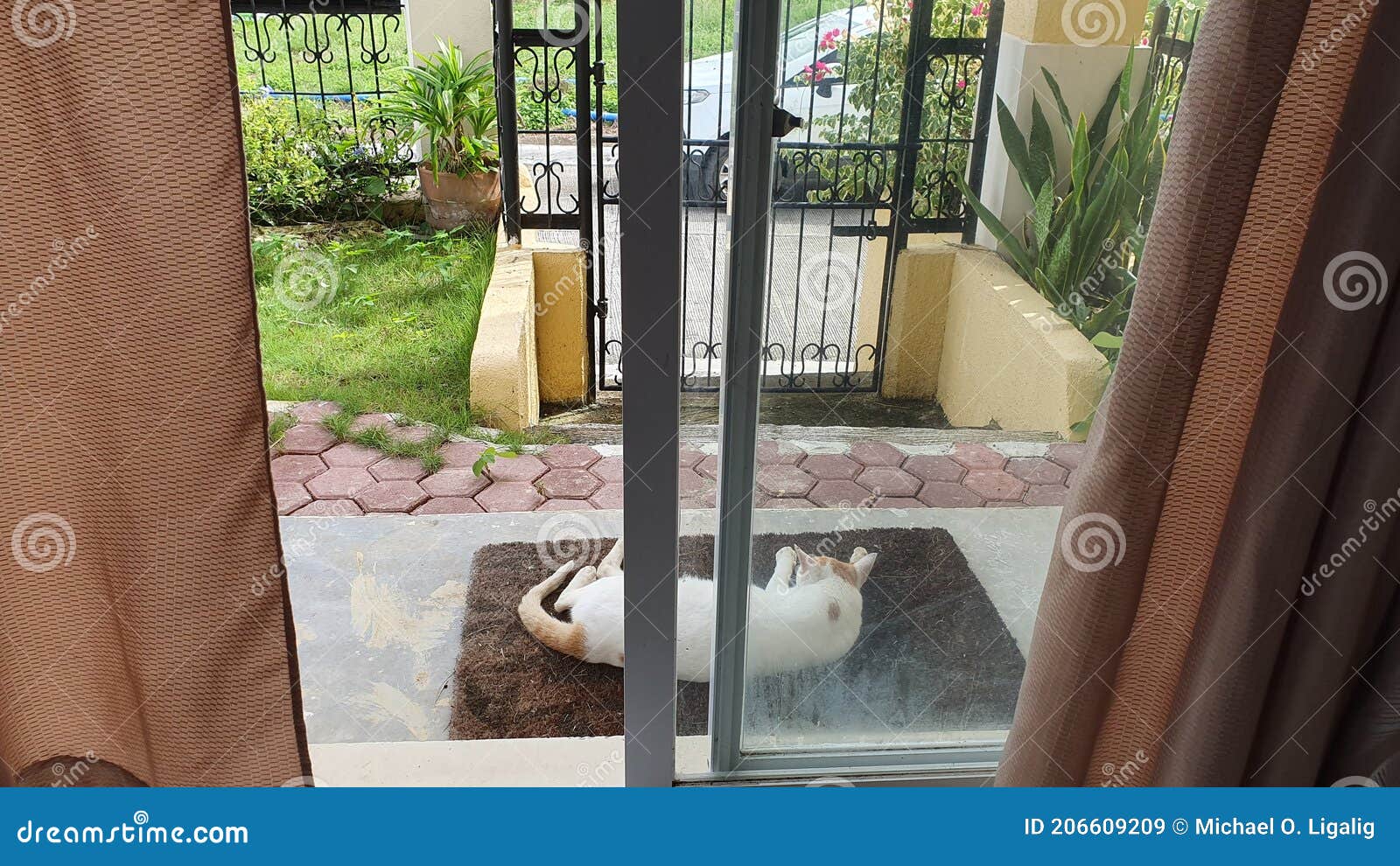 Napping White Cat at House Entrance Door Stock Image - Image of house ...