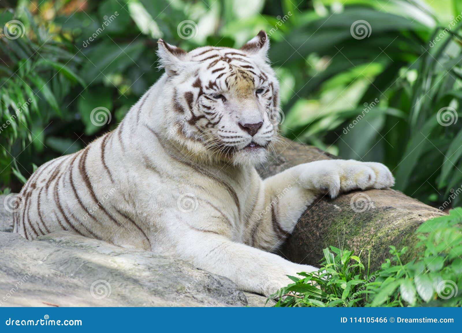 Napping White Tiger stock photo. Image of beautiful - 114105466