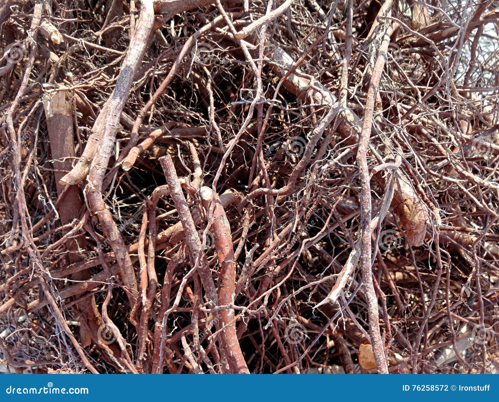 Nappy Bark Palm Tree Texture Photos - Free & Royalty-Free Stock Photos ...
