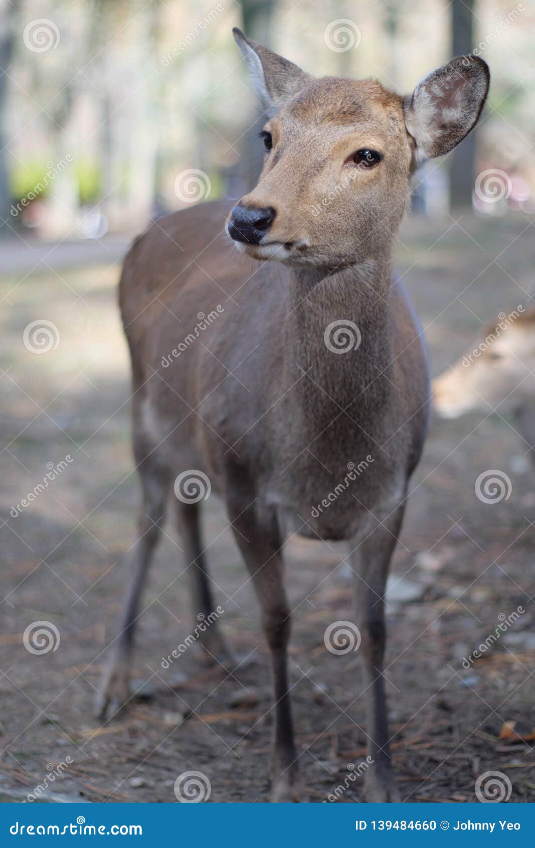 Portrait of a Dear stock photo. Image of dear, portrait - 139484660