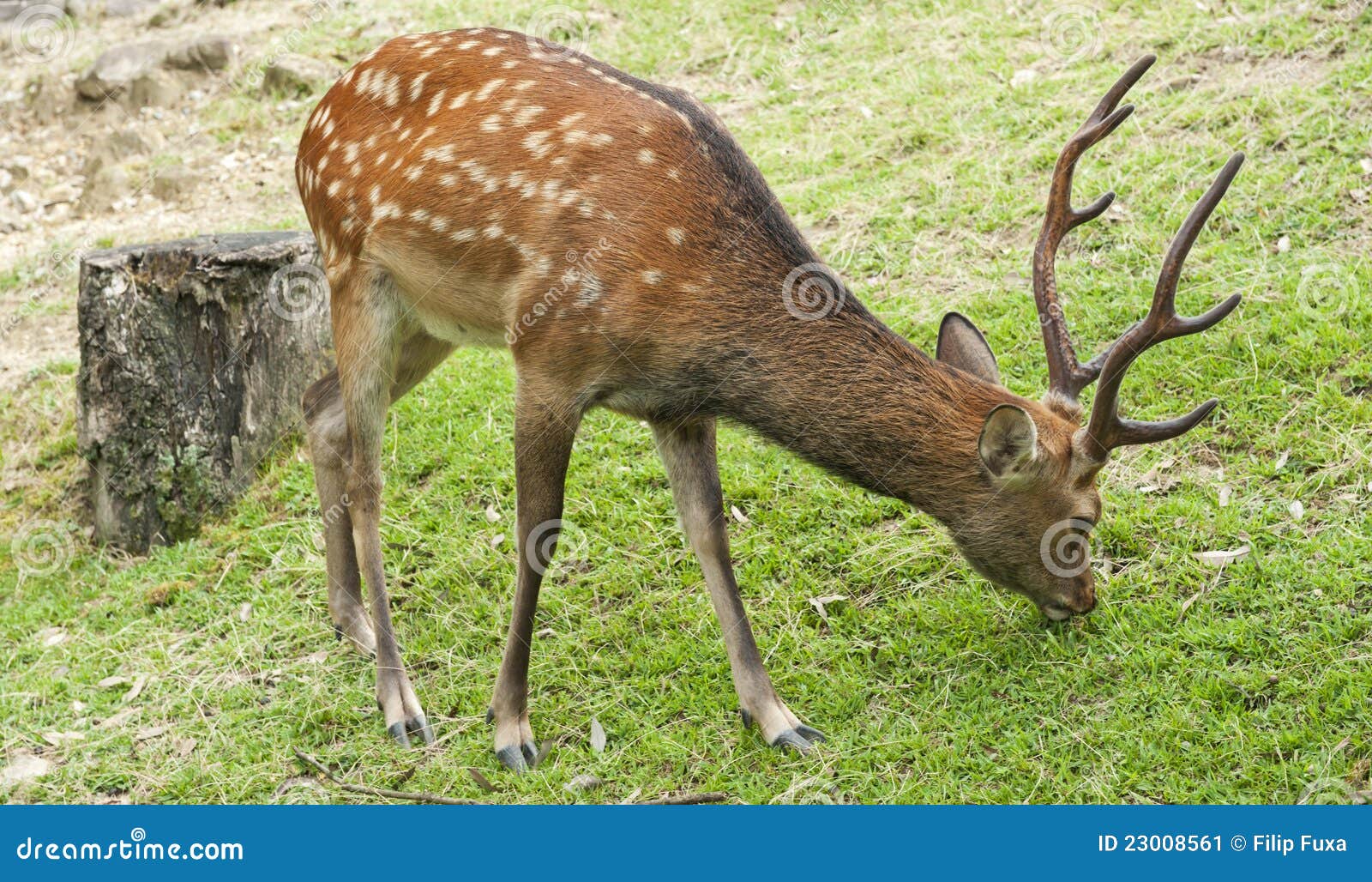 Nara Deer stock image. Image of deer, animal, grass, nara - 23008561