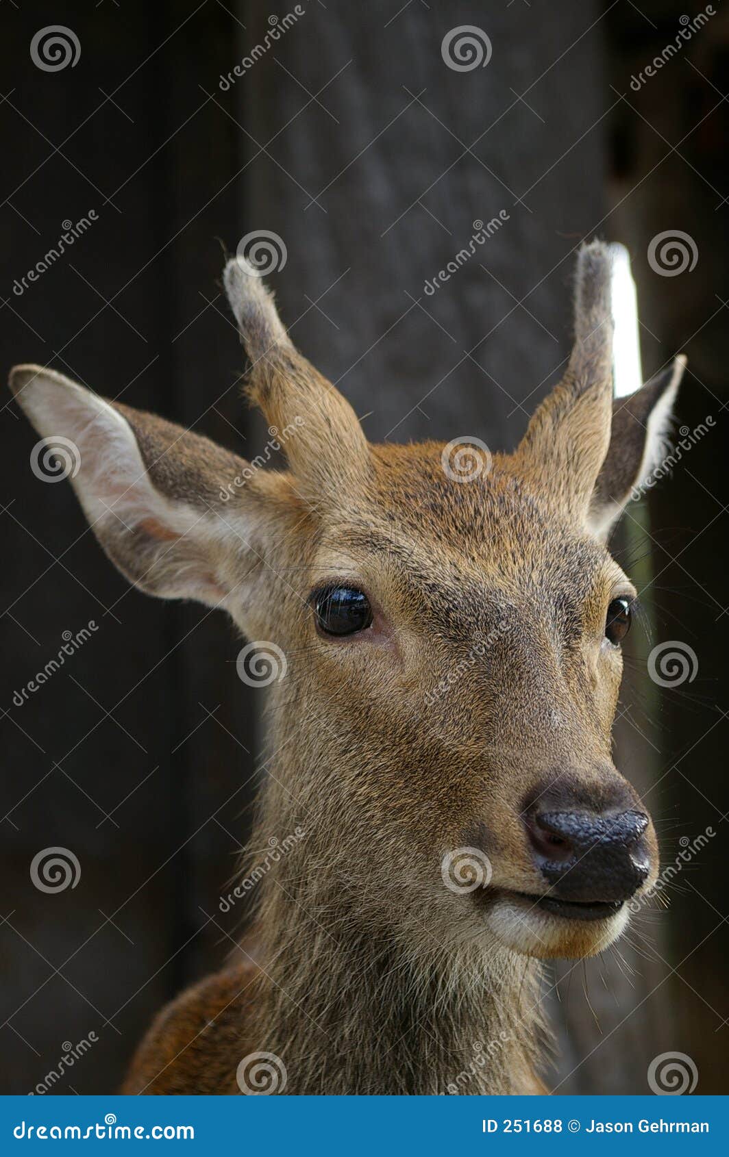 Nara Deer stock photo. Image of nose, season, hunter, cute - 251688