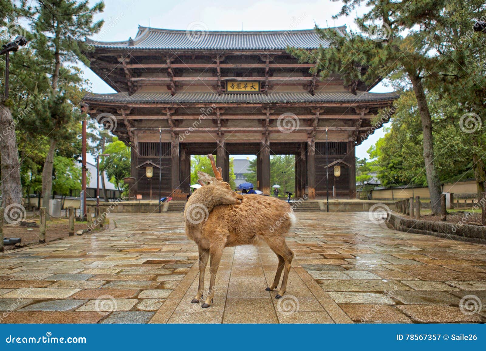 Nara deer stock image. Image of nara, stone, deer, brown - 78567357