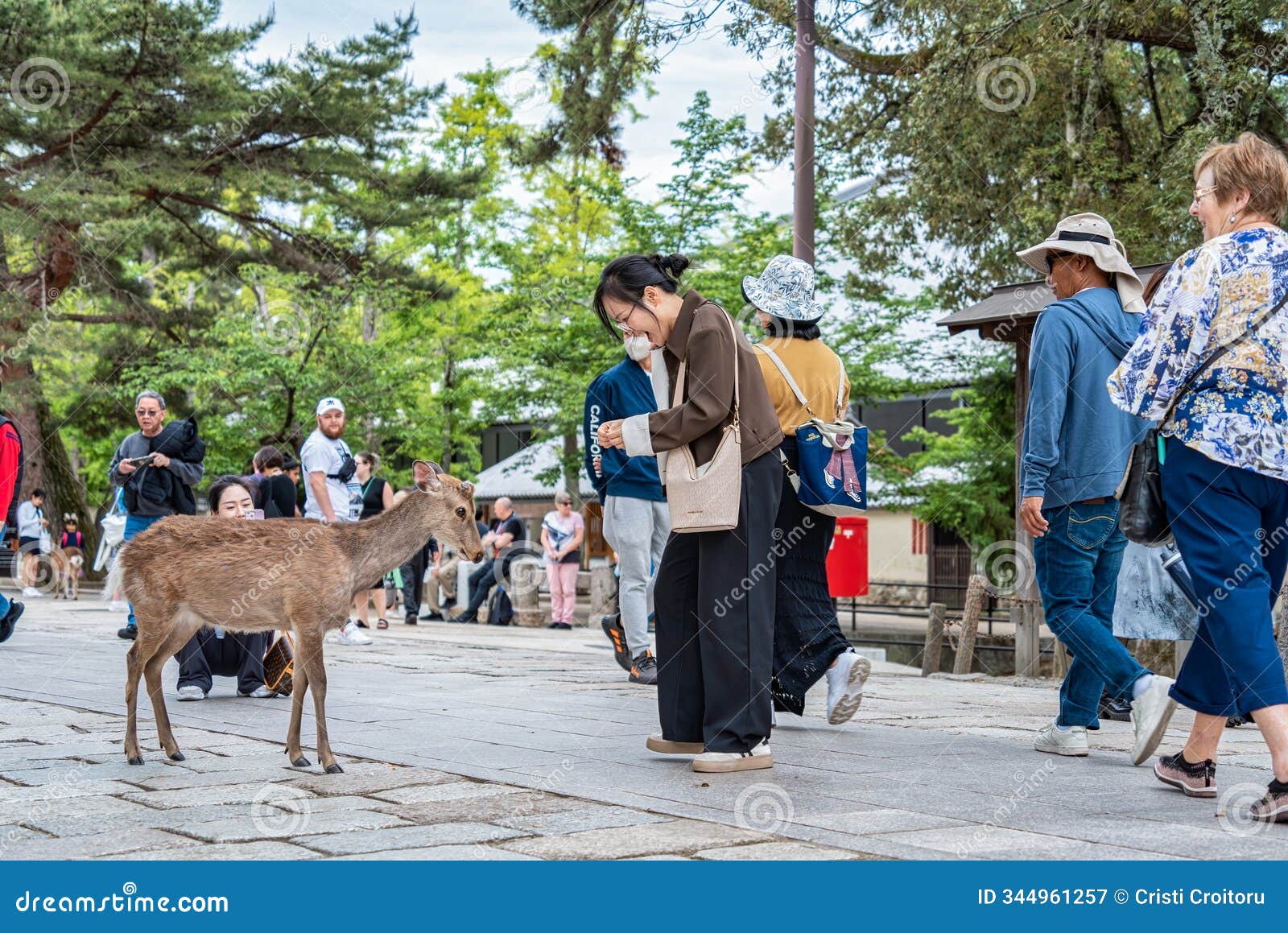 Tourist Feeding the Sika Deer with a Cracker in Nara, Japan Editorial ...