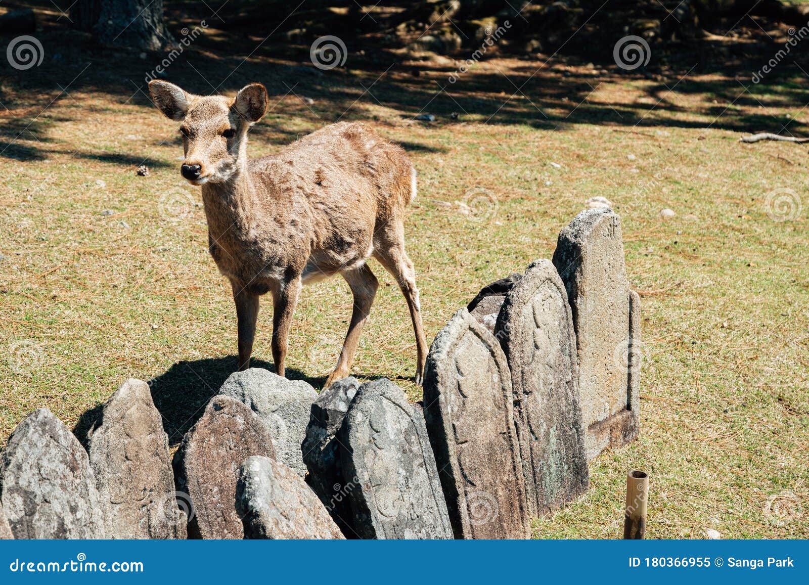 Nara Park, Deer on Grass in Nara, Japan Stock Image - Image of rock ...