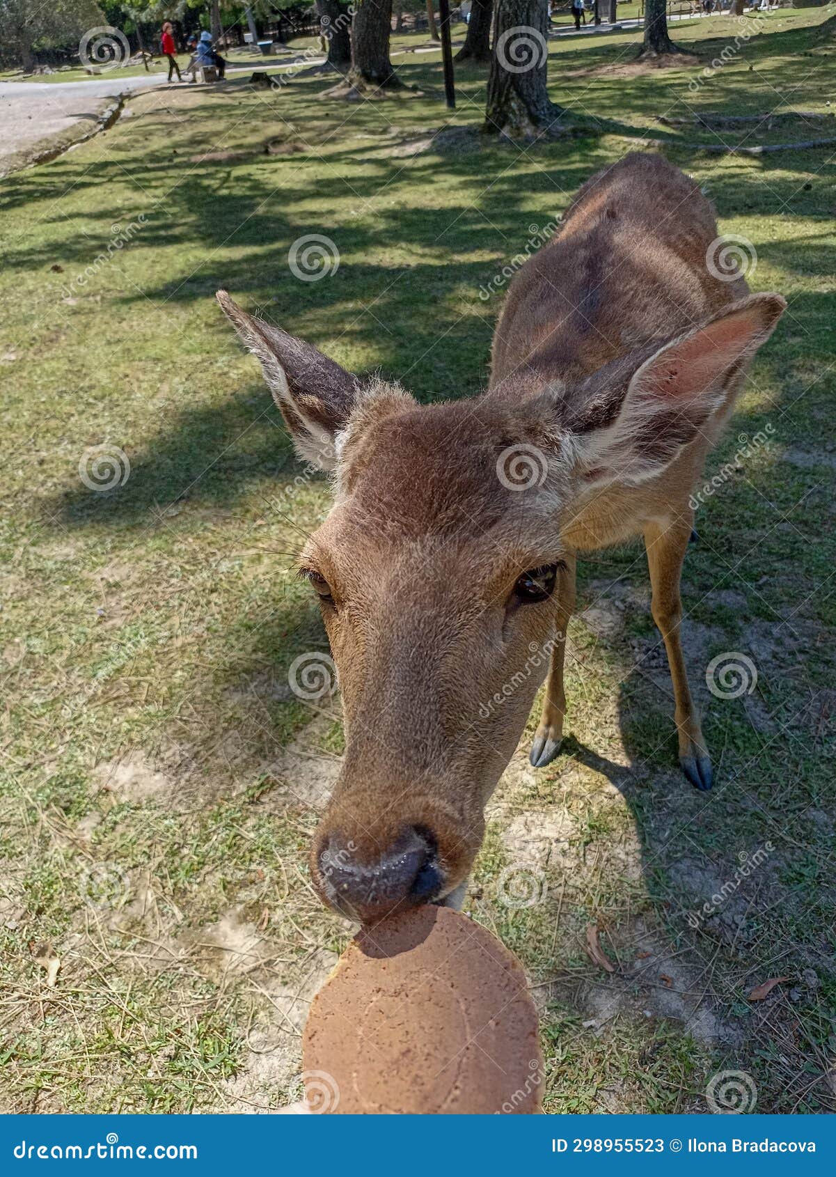 Nara Park in Japan stock image. Image of nara, feeding - 298955523
