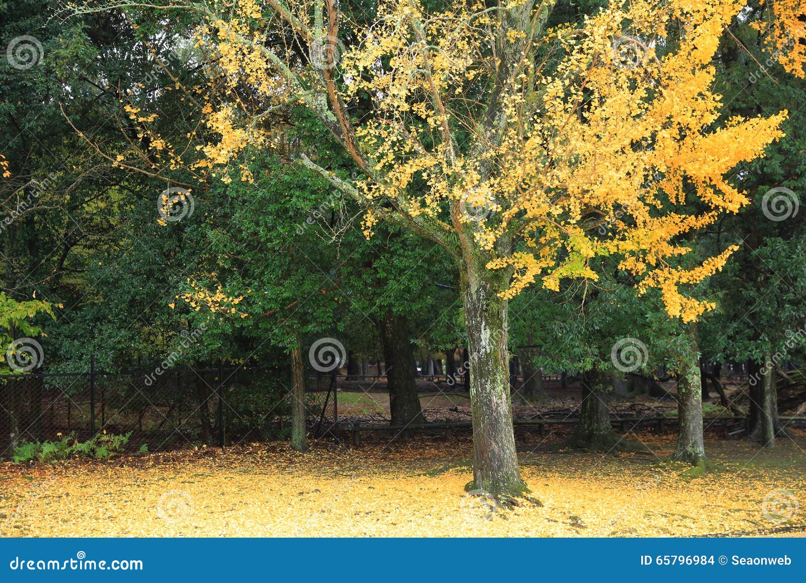 Nara Park in Nara, Japan stock photo. Image of forest - 65796984