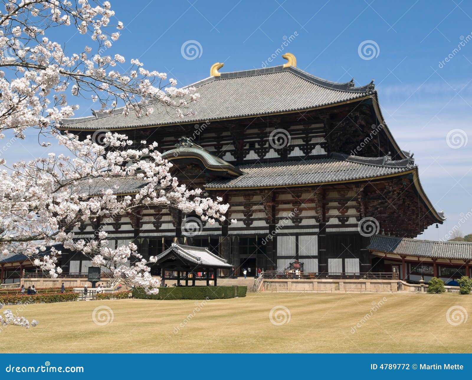 Nara Todaiji temple stock photo. Image of blossoms, park - 4789772