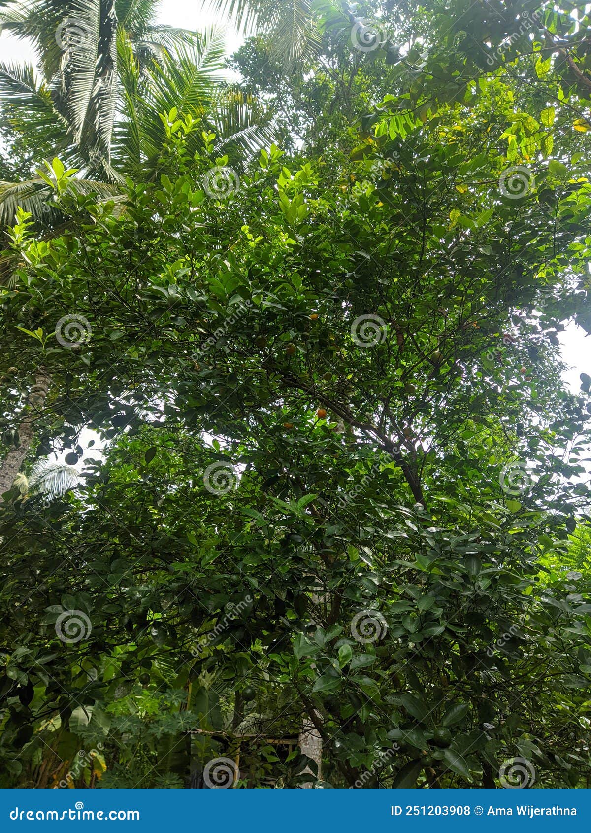 Narang Tree with Ripe Fruit. Stock Photo - Image of narang, food: 251203908