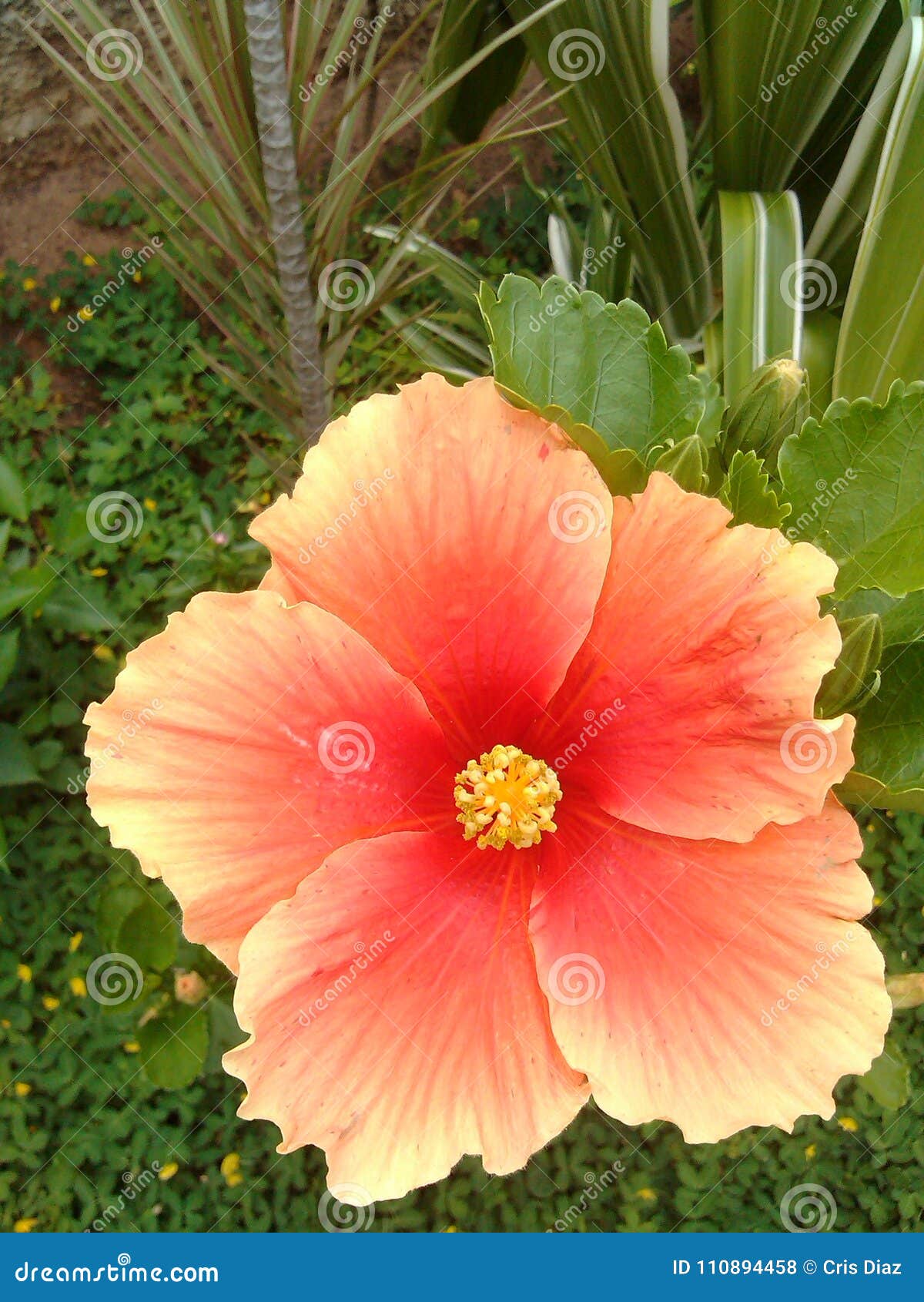 Naranja Del Cayena De La Flor Foto de archivo - Imagen de cubo ...