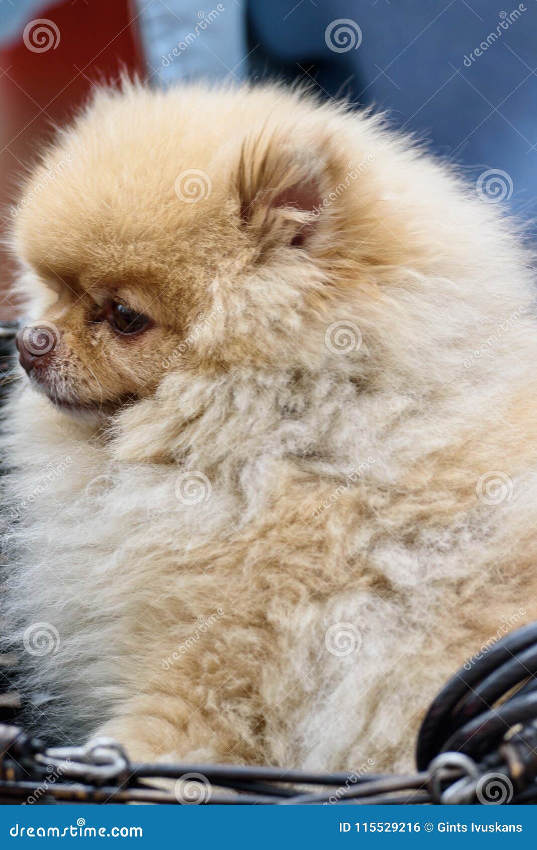 Naranja, Perro Pomerian Color Nata Foto de archivo - Imagen de animal ...