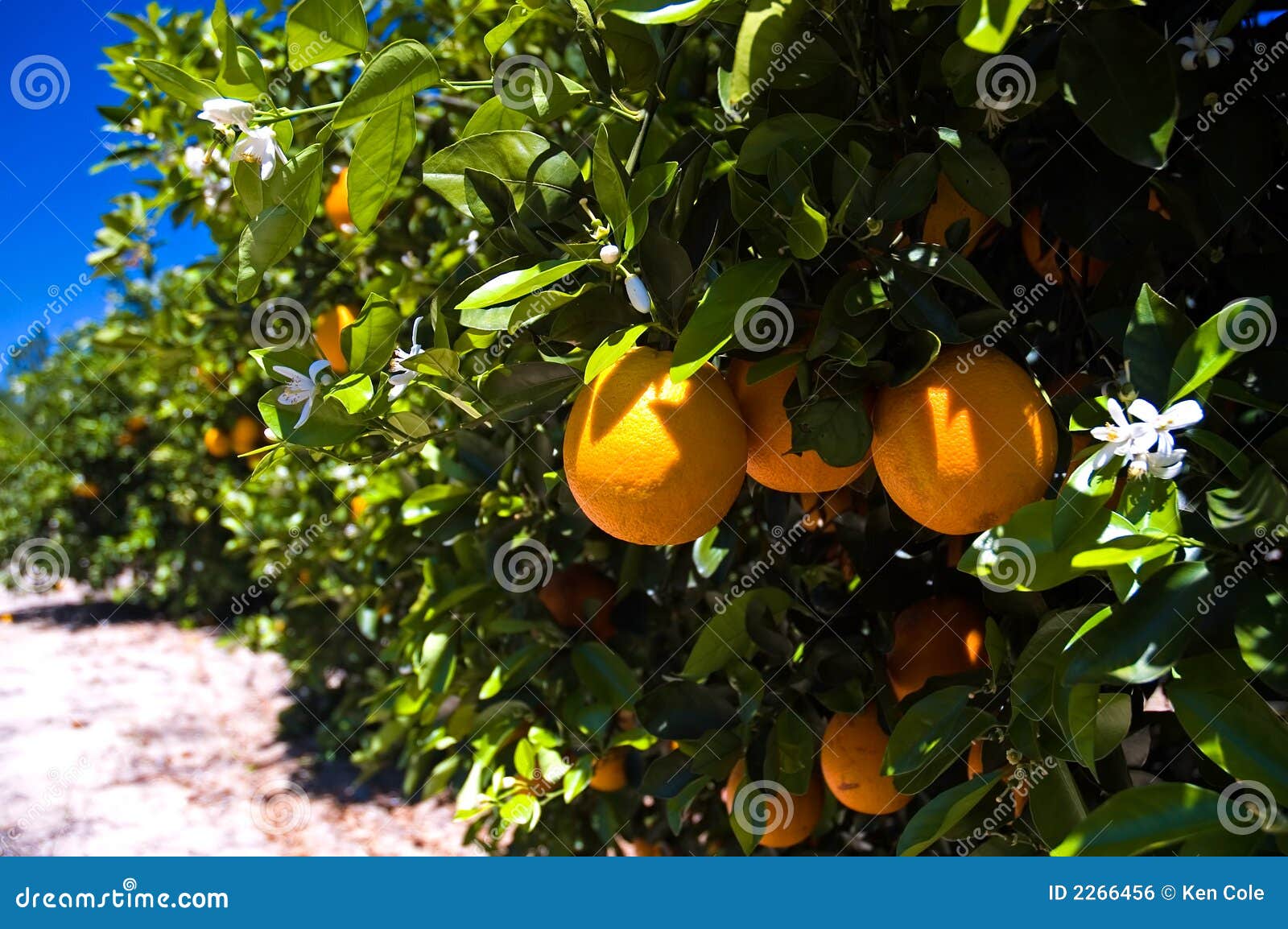 Naranjas De La Florida En árbol Foto de archivo - Imagen de sabroso ...
