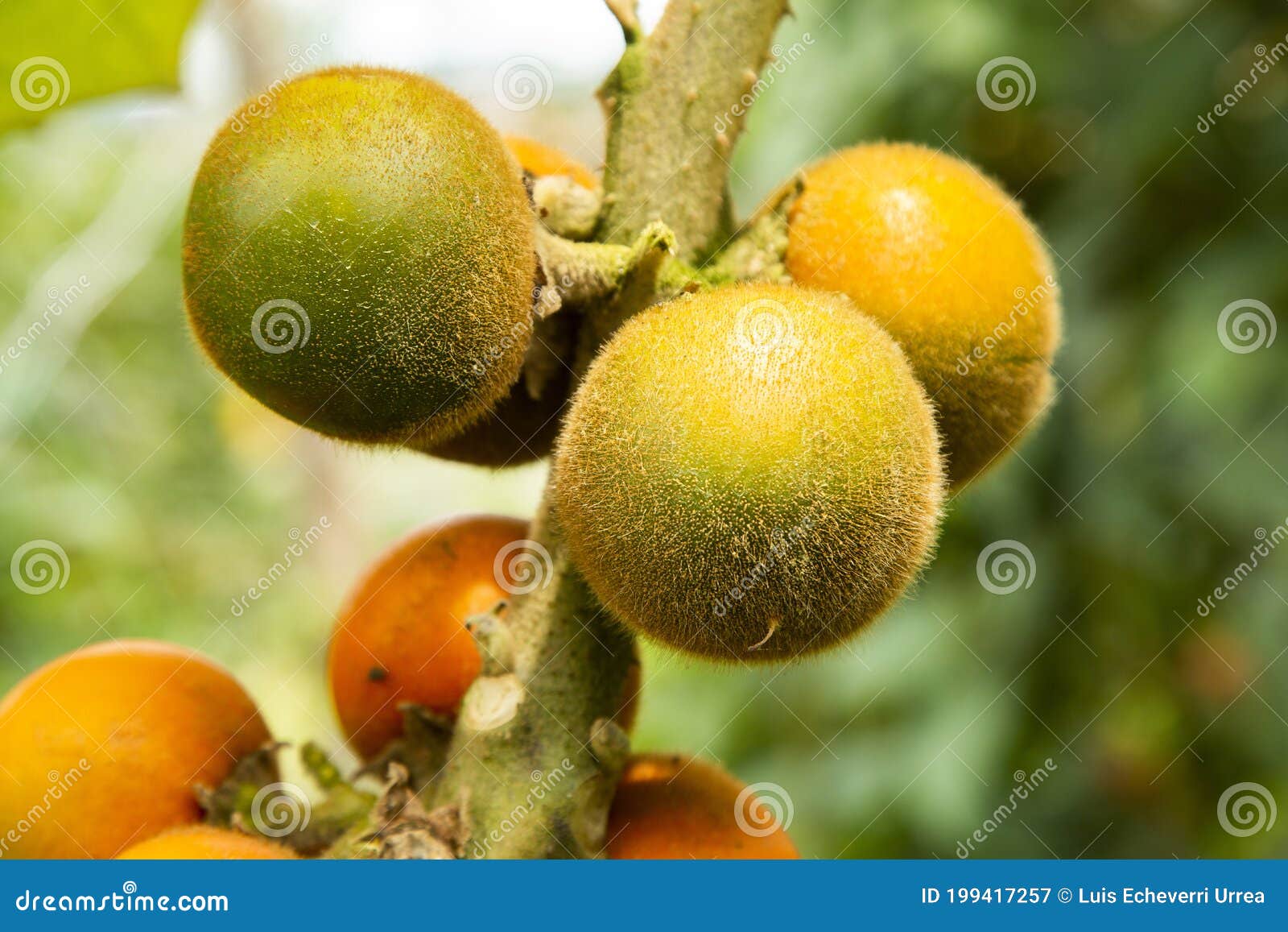 Naranjilla Tropical Fruit on the Tree - Solanum Quitoense Stock Image ...