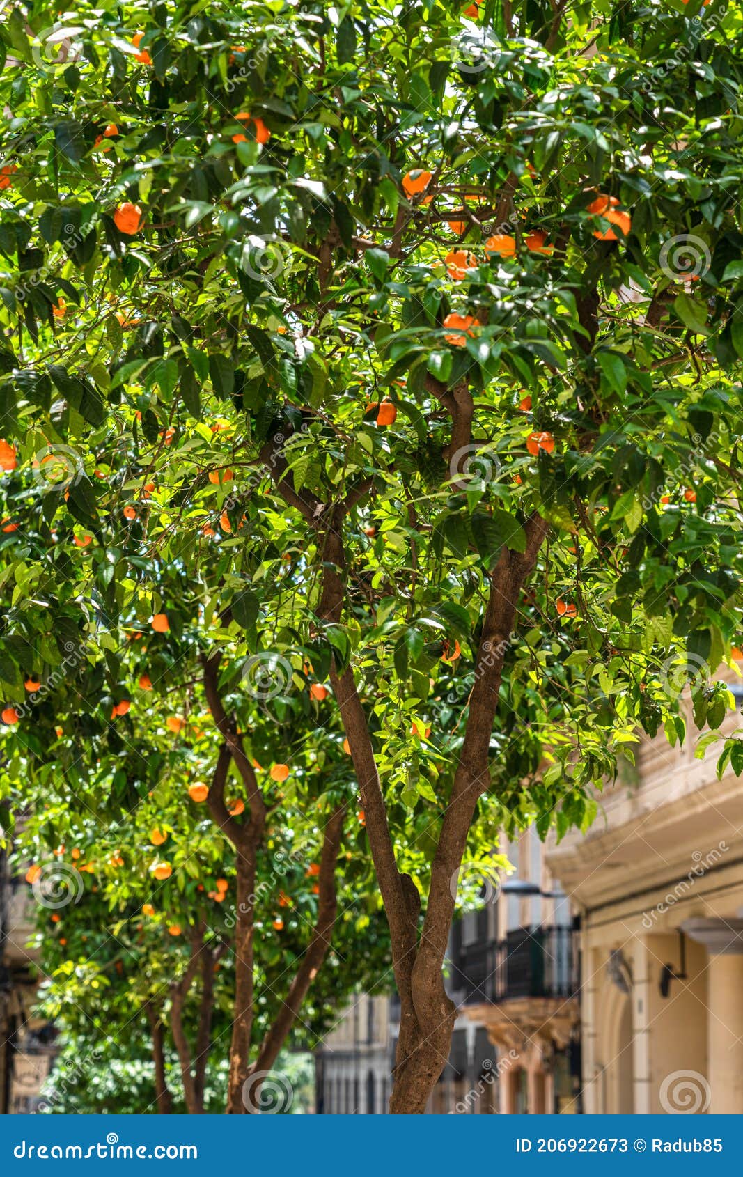 Naranjos De La Ciudad De Barcelona Imagen de archivo - Imagen de color ...