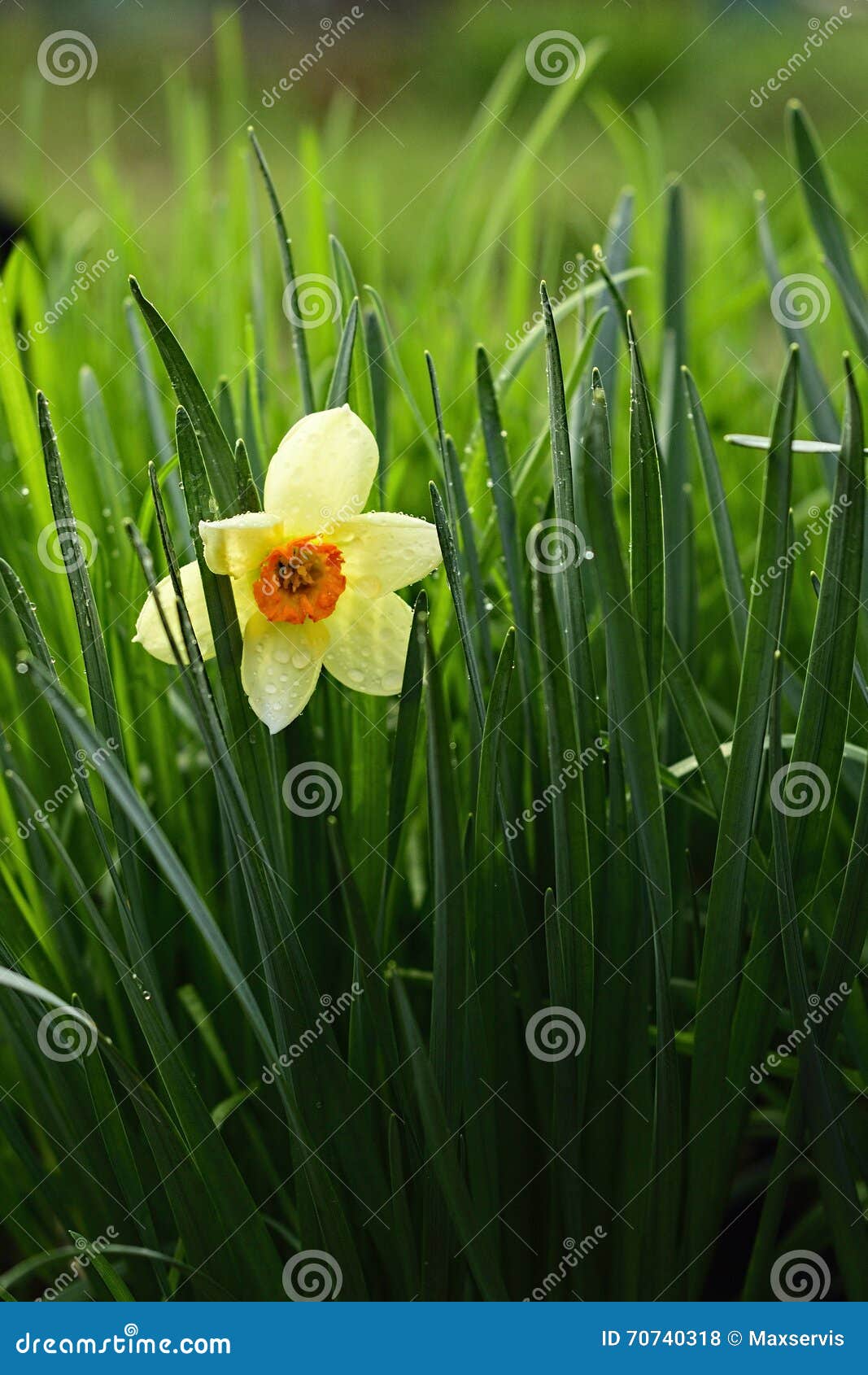 Narcis stock photo. Image of petal, close, blooming, focus - 70740318