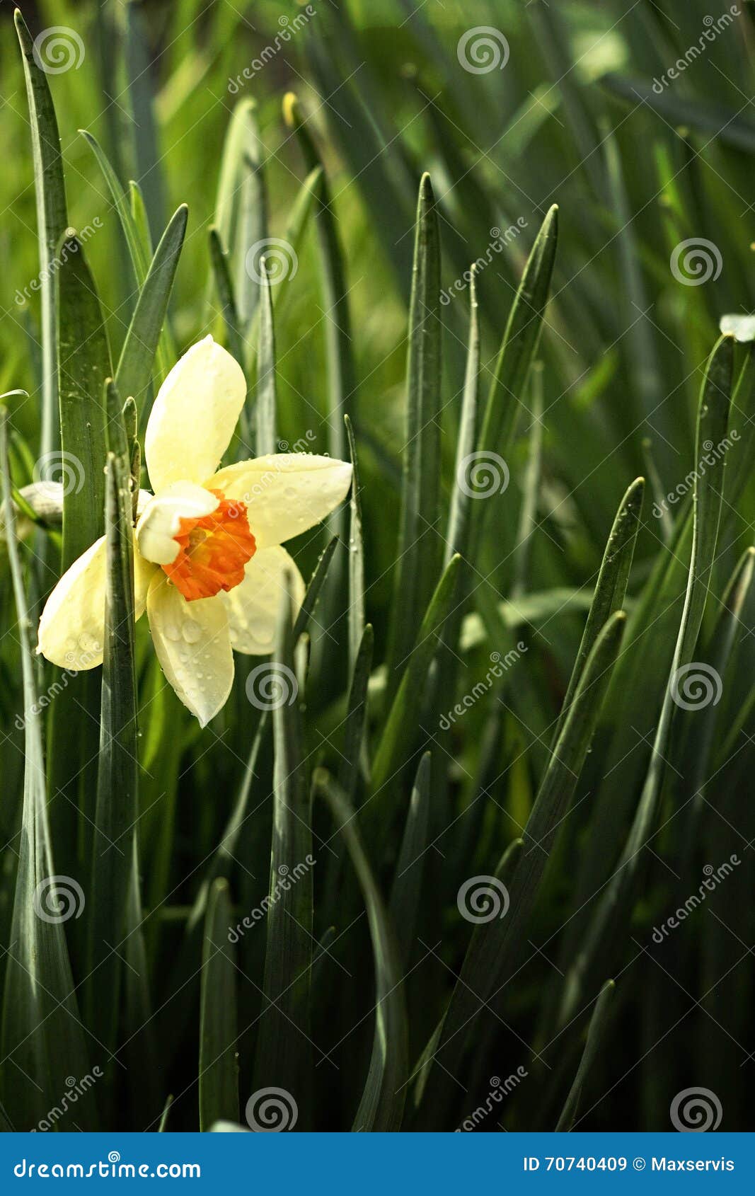 Narcis stock image. Image of blooming, close, outdoors - 70740409