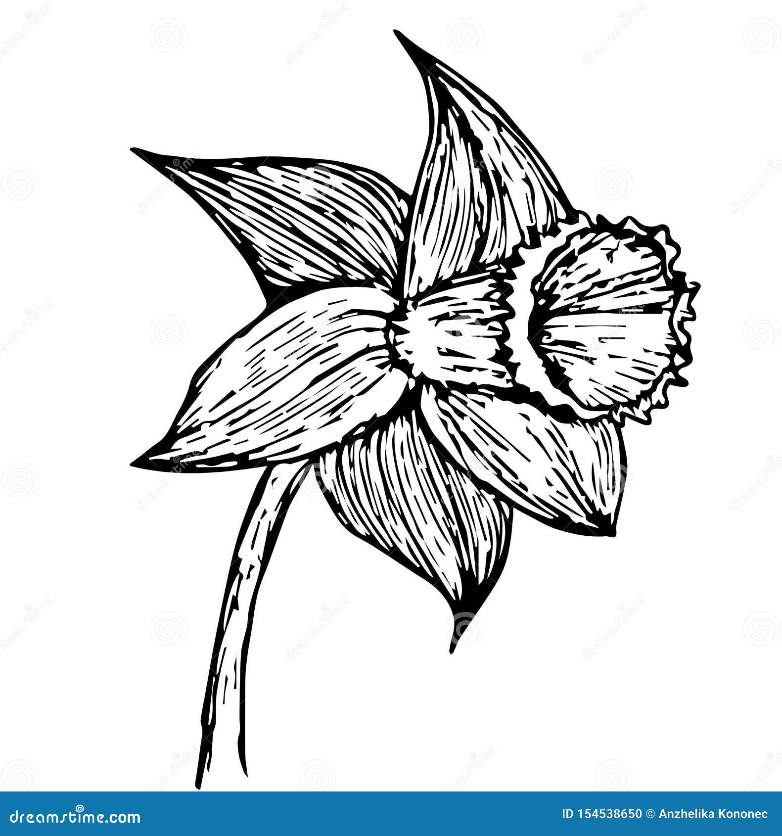 Narcis black outline stock illustration. Illustration of hand - 154538650