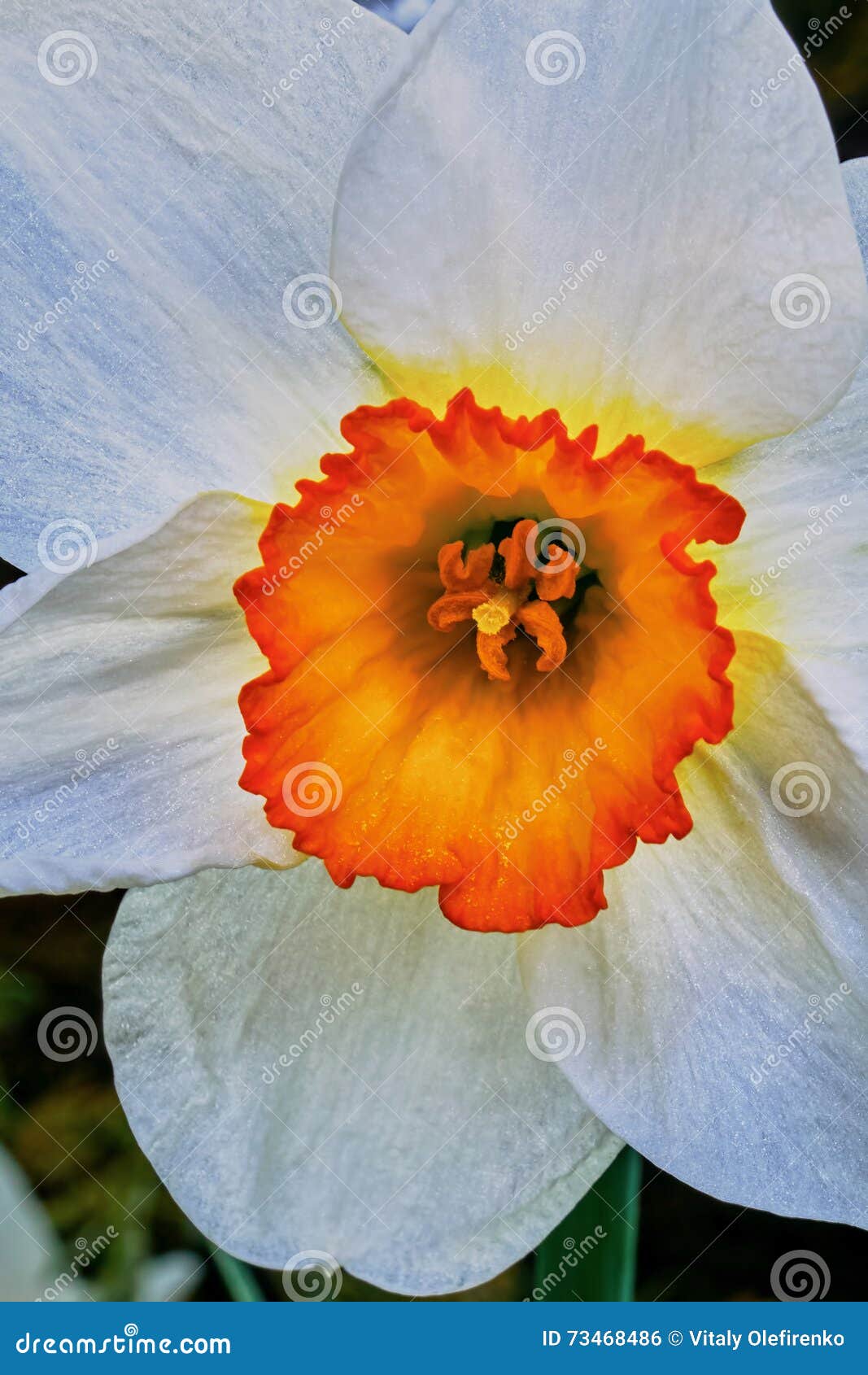 Narcis flower stock photo. Image of ornamental, freshness - 73468486
