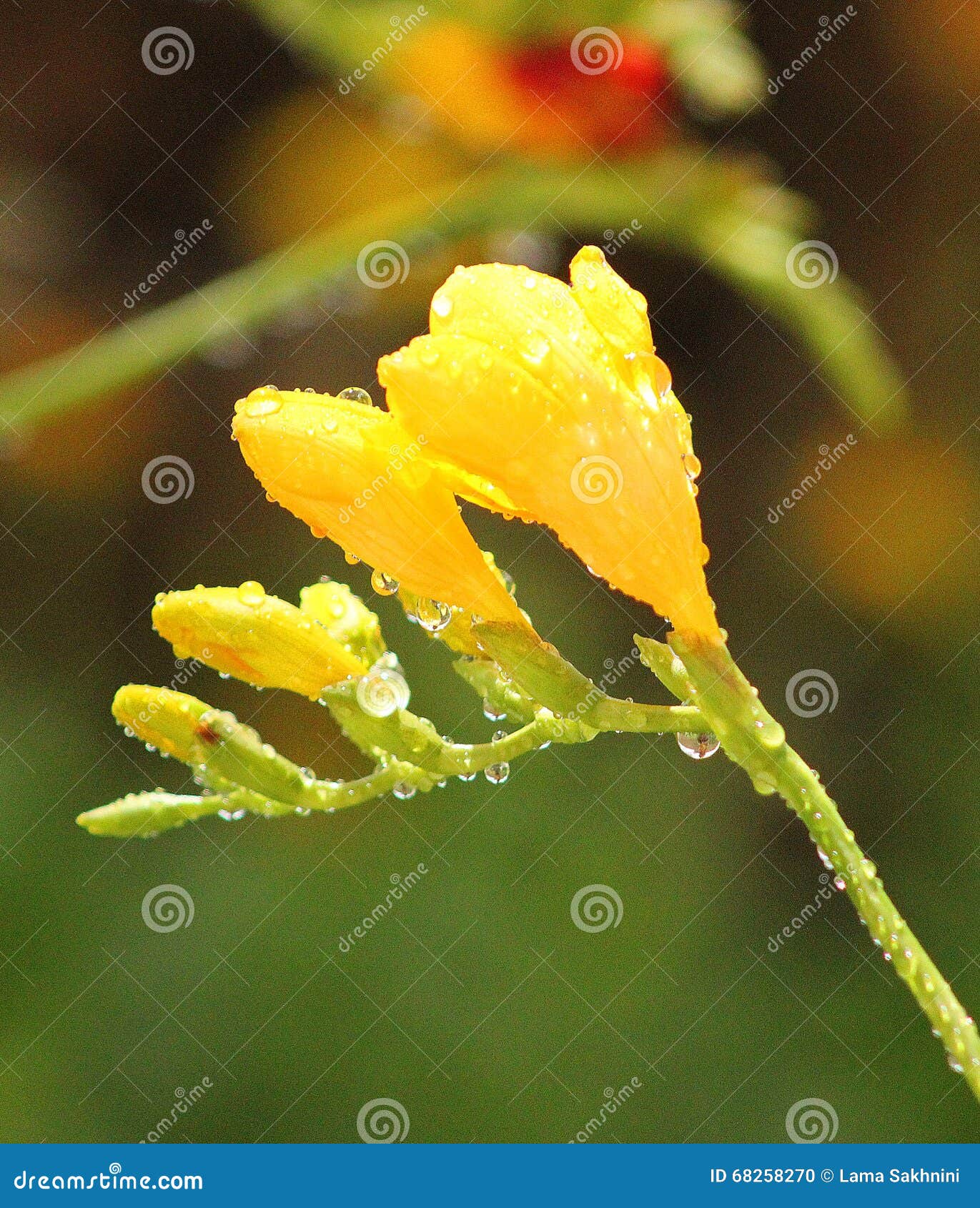 Narcis flower stock photo. Image of spring, flower, yellow - 68258270