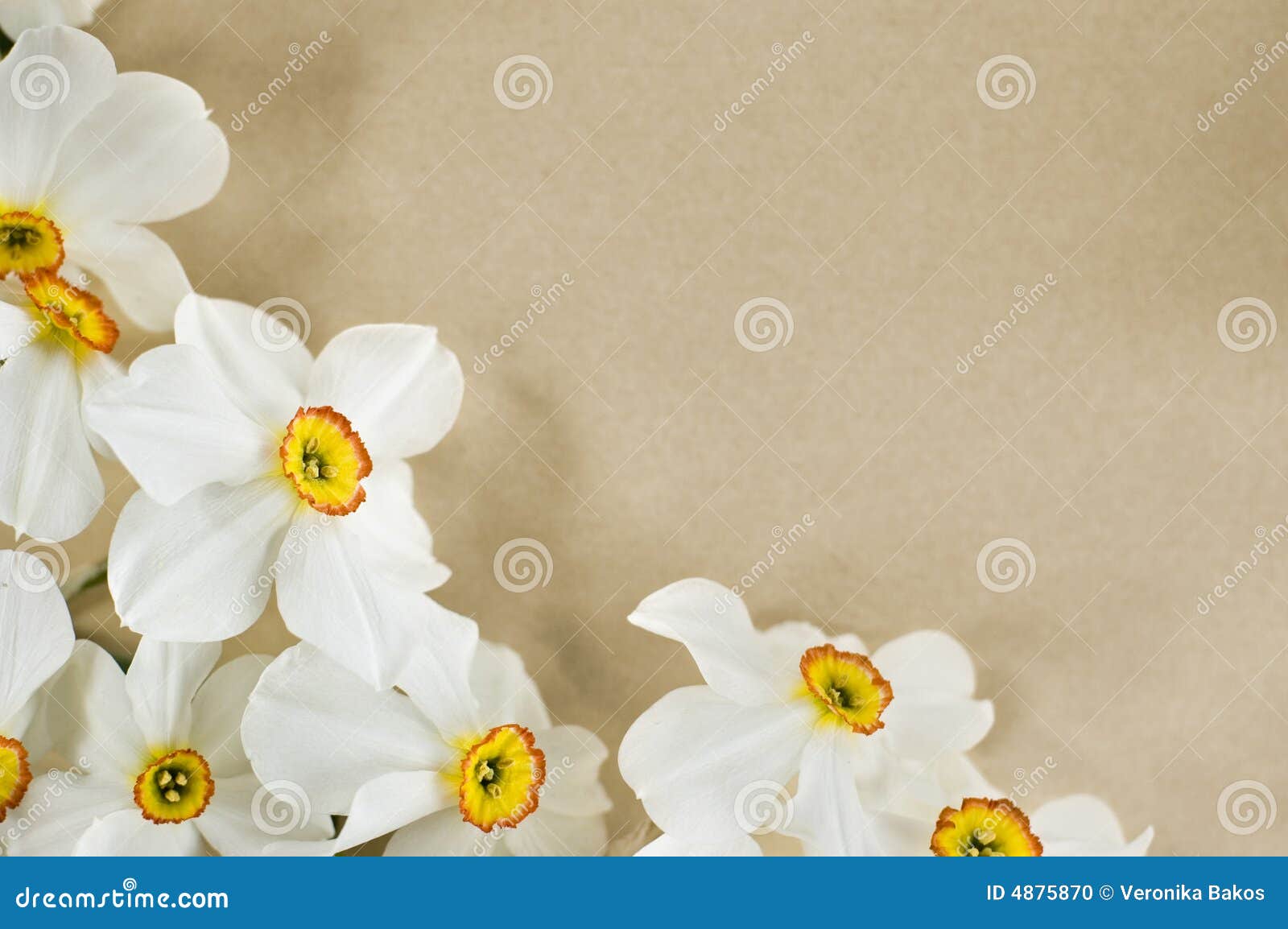 Narcis frame stock photo. Image of leaf, nature, botanical - 4875870