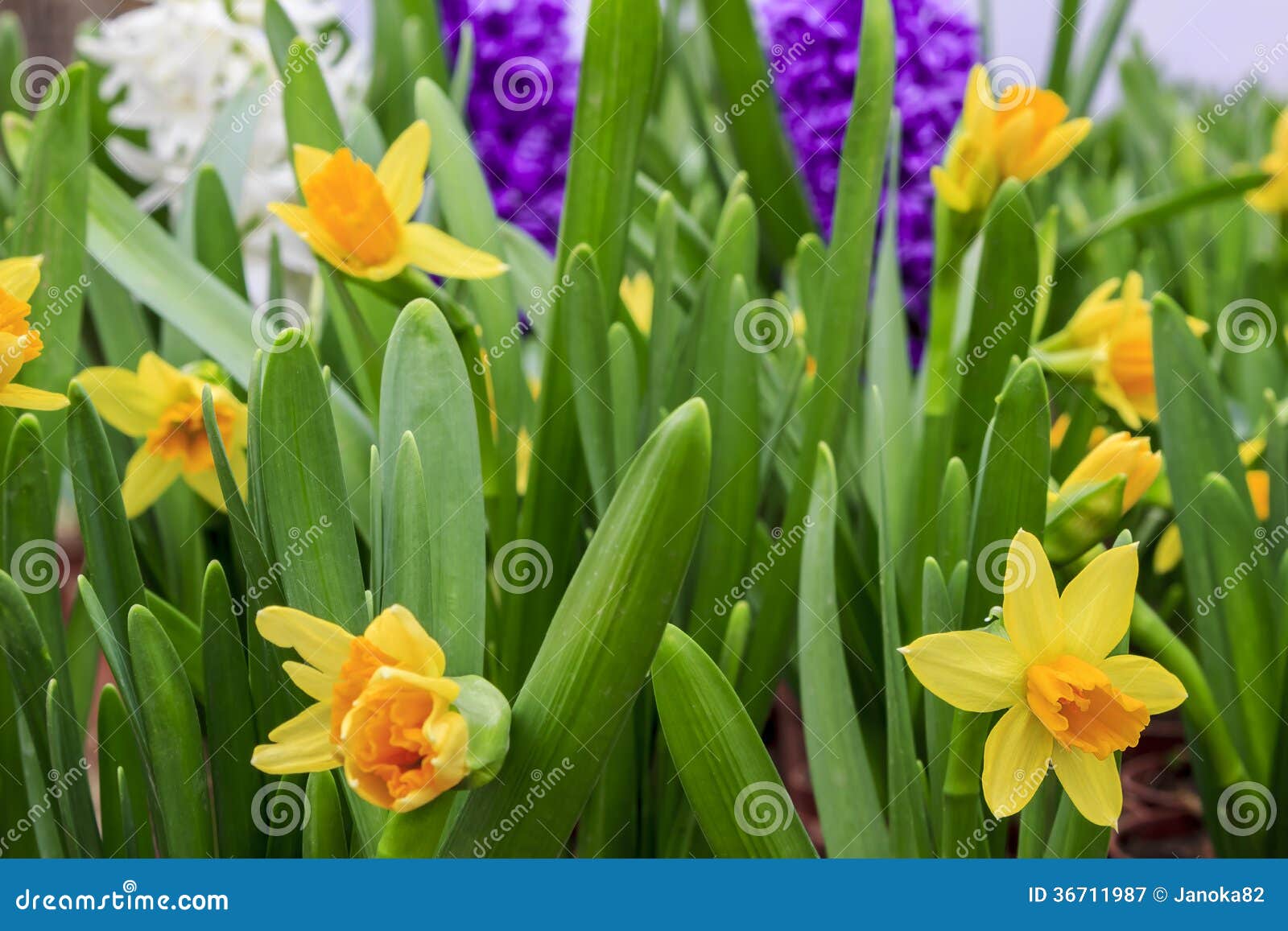 Narcisi gialli immagine stock. Immagine di botanica, floreale - 36711987