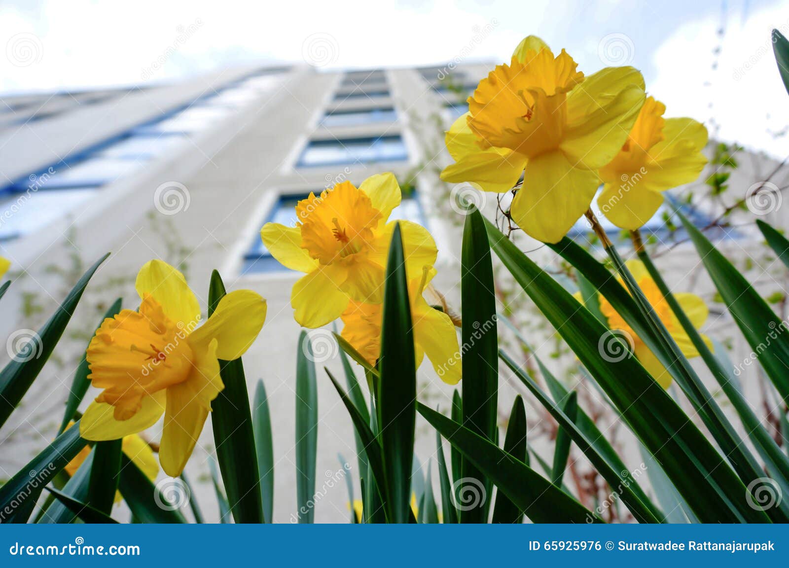 Narcisi Gialli (narciso, Giunchiglia) in Primavera Fotografia Stock ...