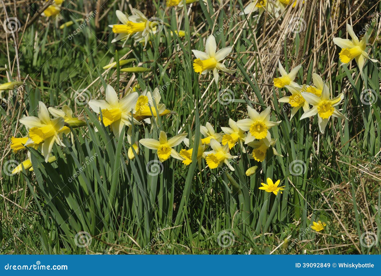Narcisi selvatici immagine stock. Immagine di tromba - 39092849