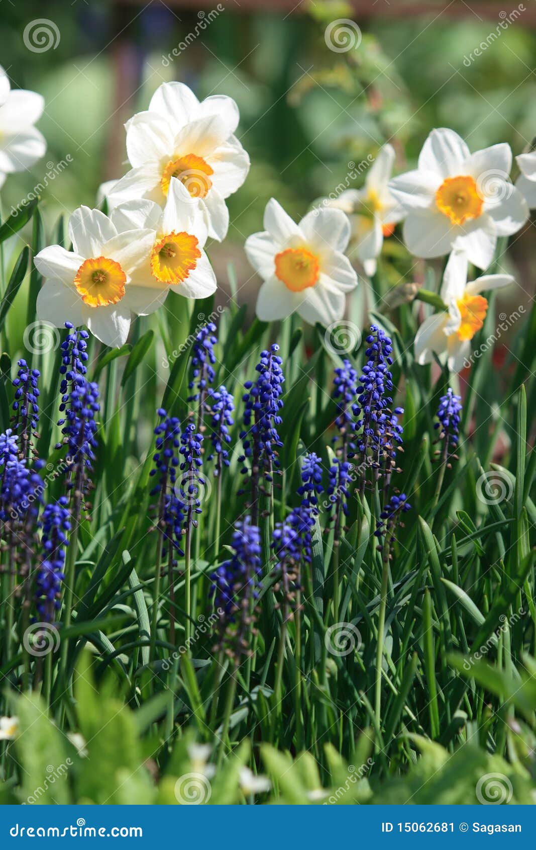 Narciso immagine stock. Immagine di nasals, antecedenti - 15062681